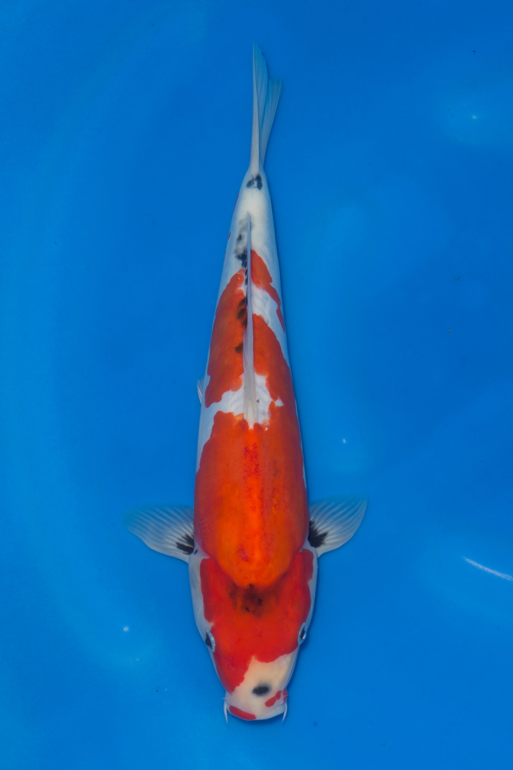 Doitsu Showa - Grand Koi, LLC