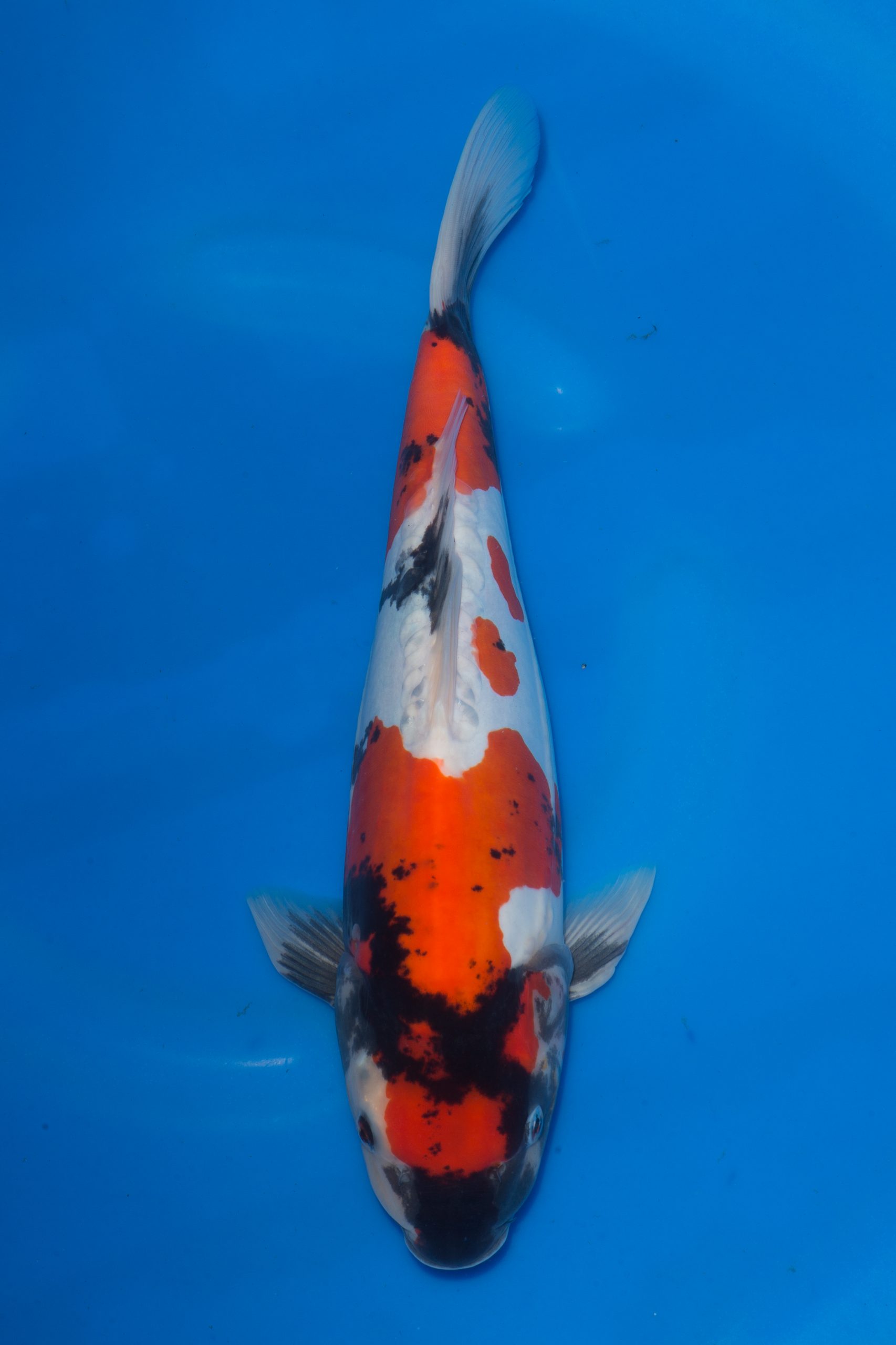 Doitsu Showa - Grand Koi, LLC