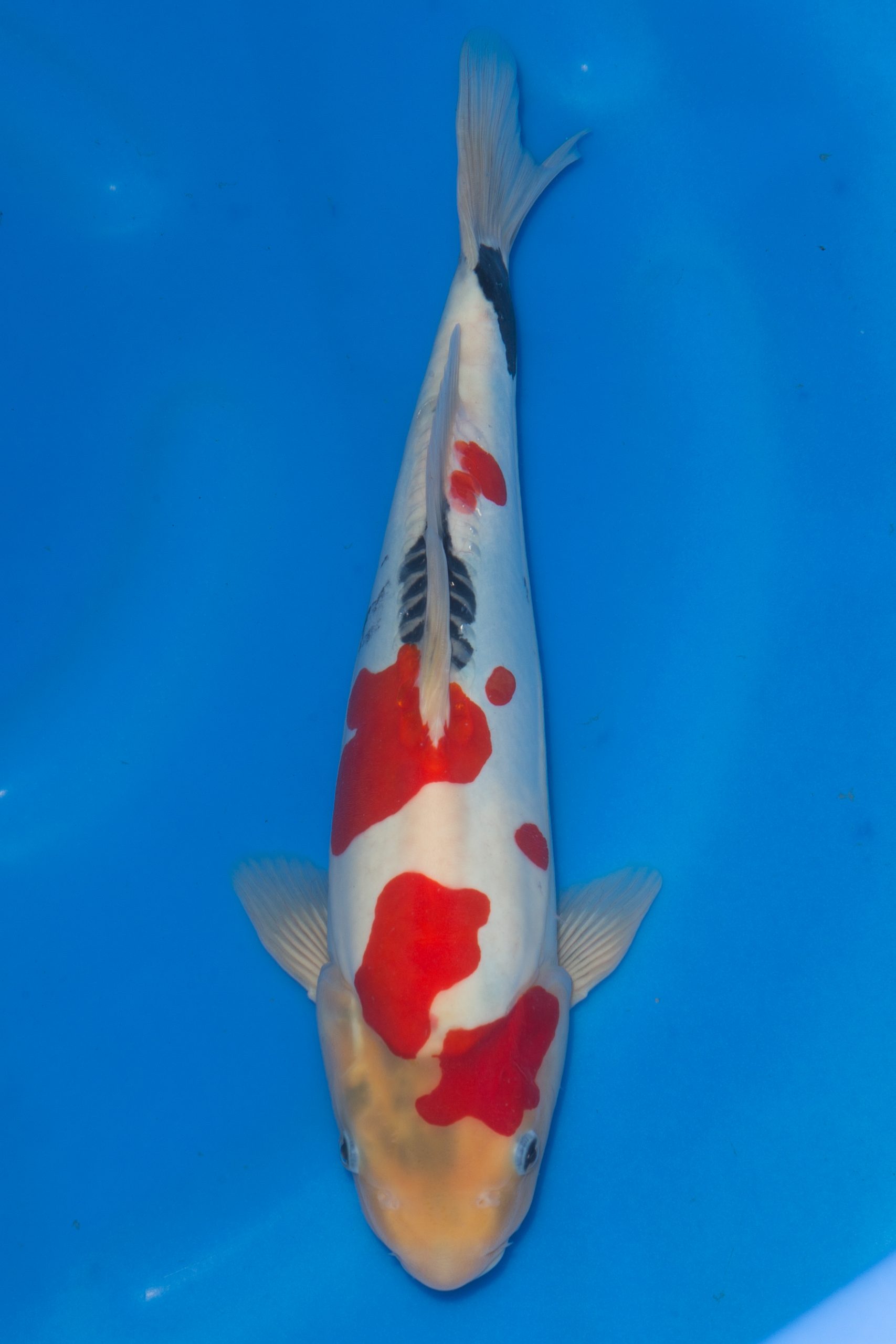 Doitsu Sanke - Grand Koi, LLC