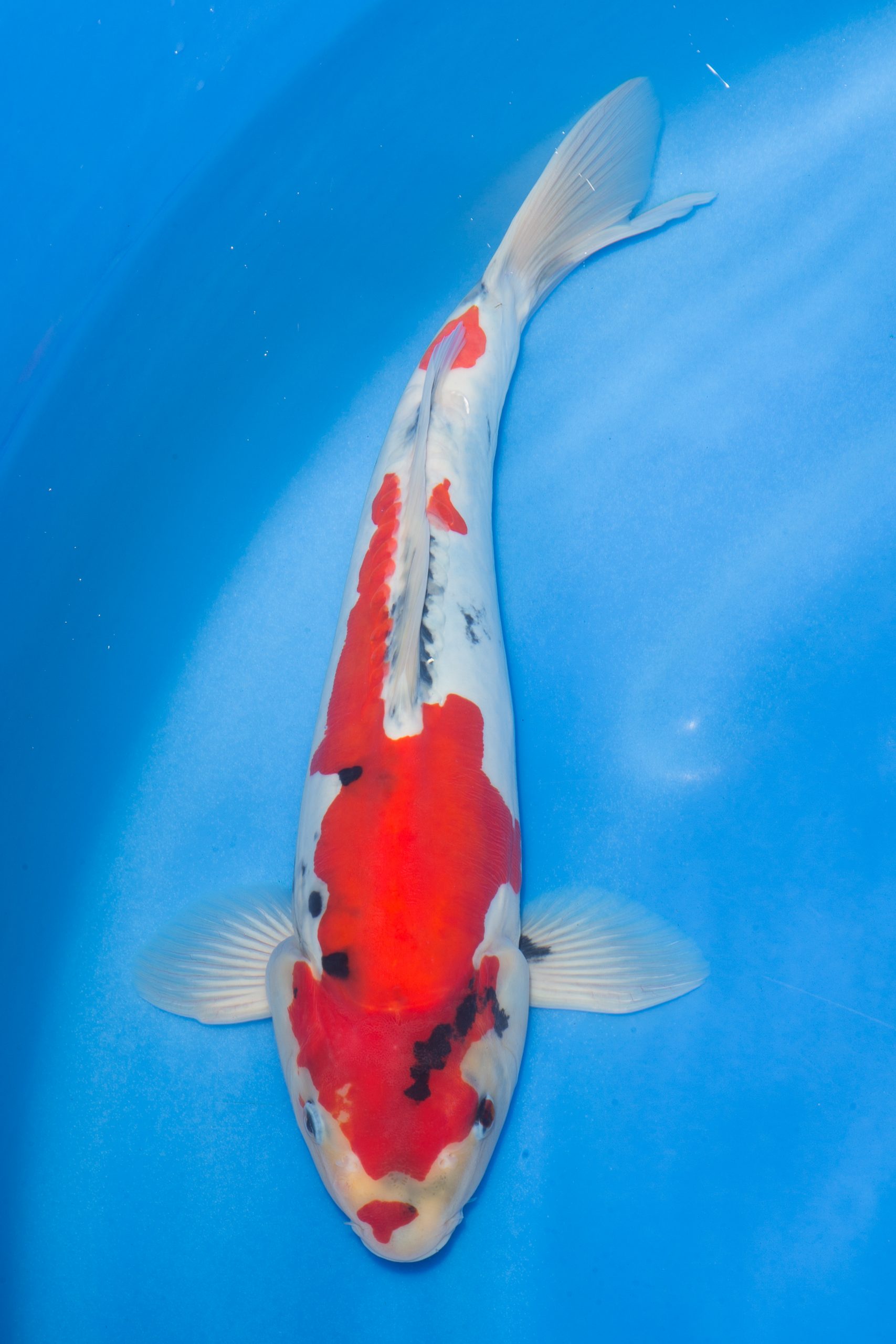 Doitsu Showa - Grand Koi, LLC