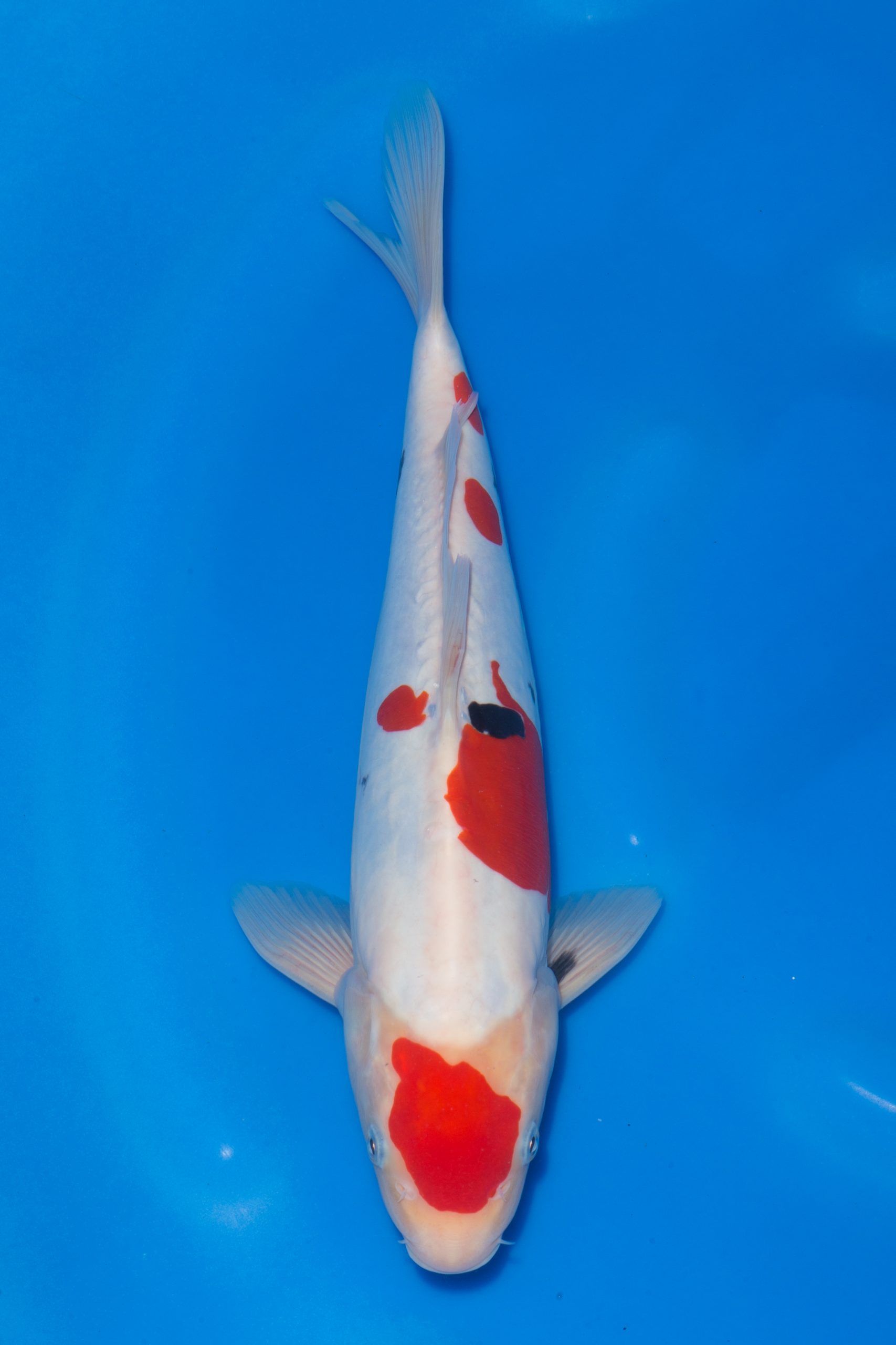 Doitsu Sanke - Grand Koi, LLC