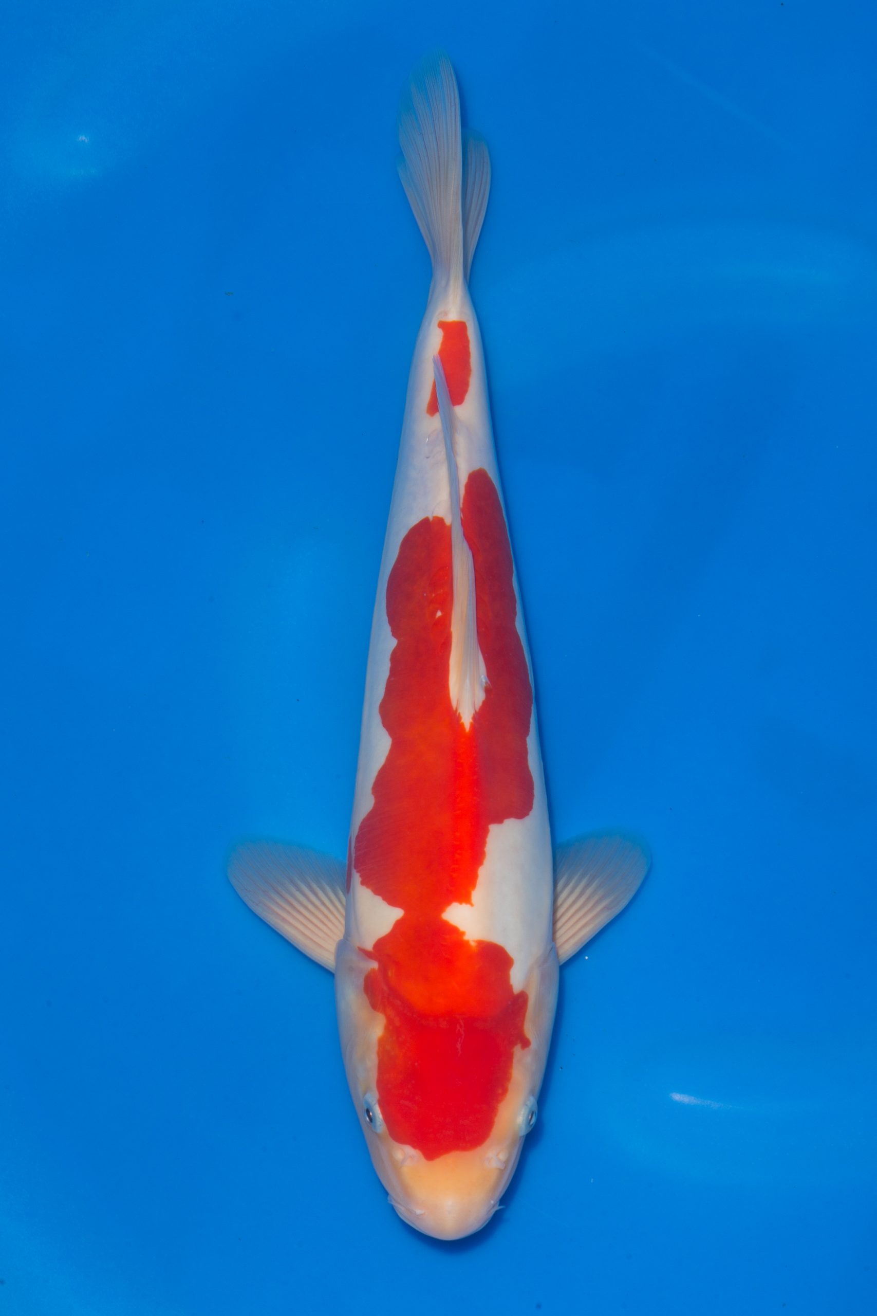 Doitsu Kohaku - Grand Koi, LLC