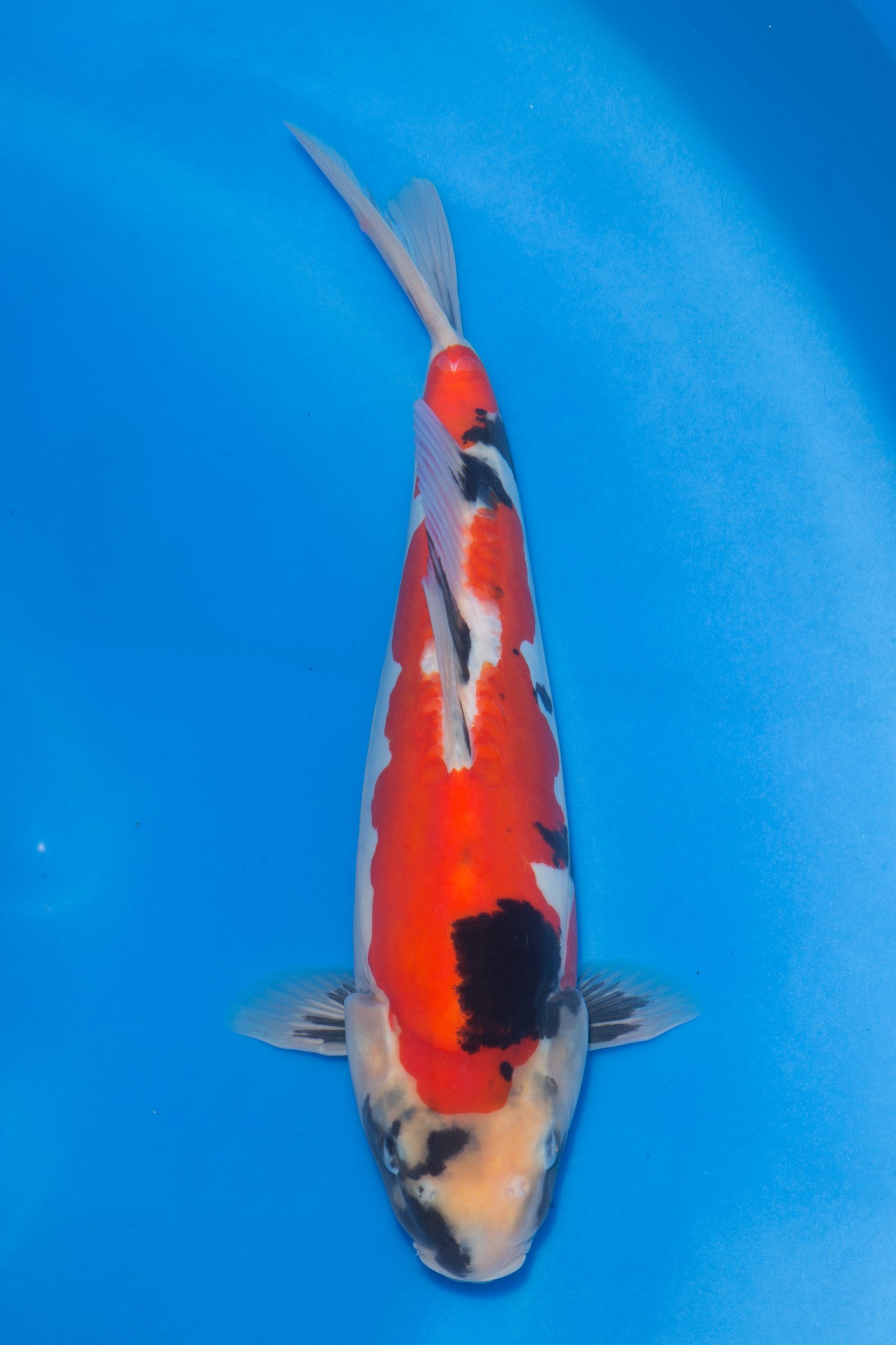 Doitsu Showa - Grand Koi, LLC