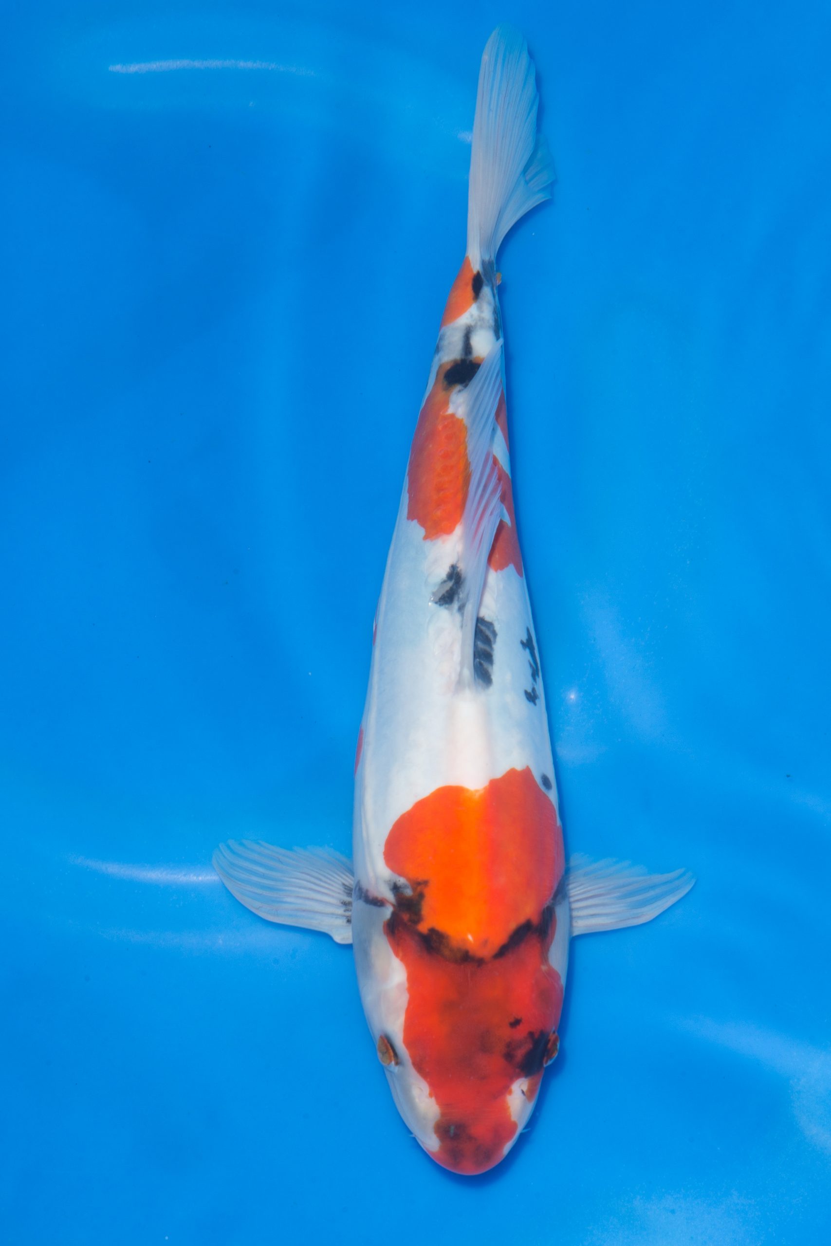 Doitsu Showa - Grand Koi, LLC