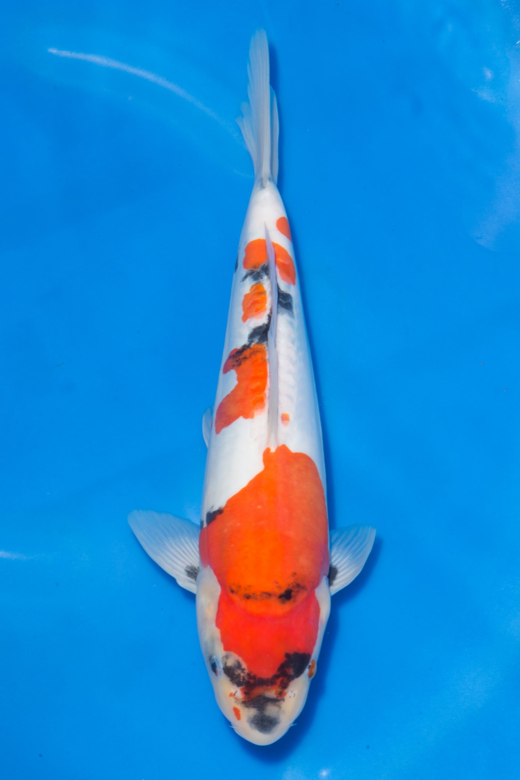 Doitsu Showa - Grand Koi, LLC