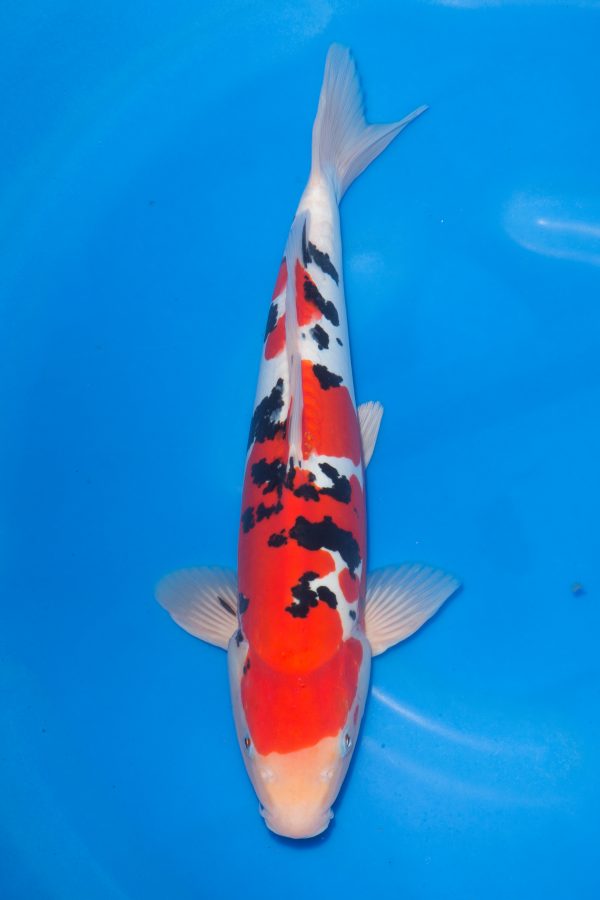 Doitsu Sanke SOLD - Grand Koi, LLC