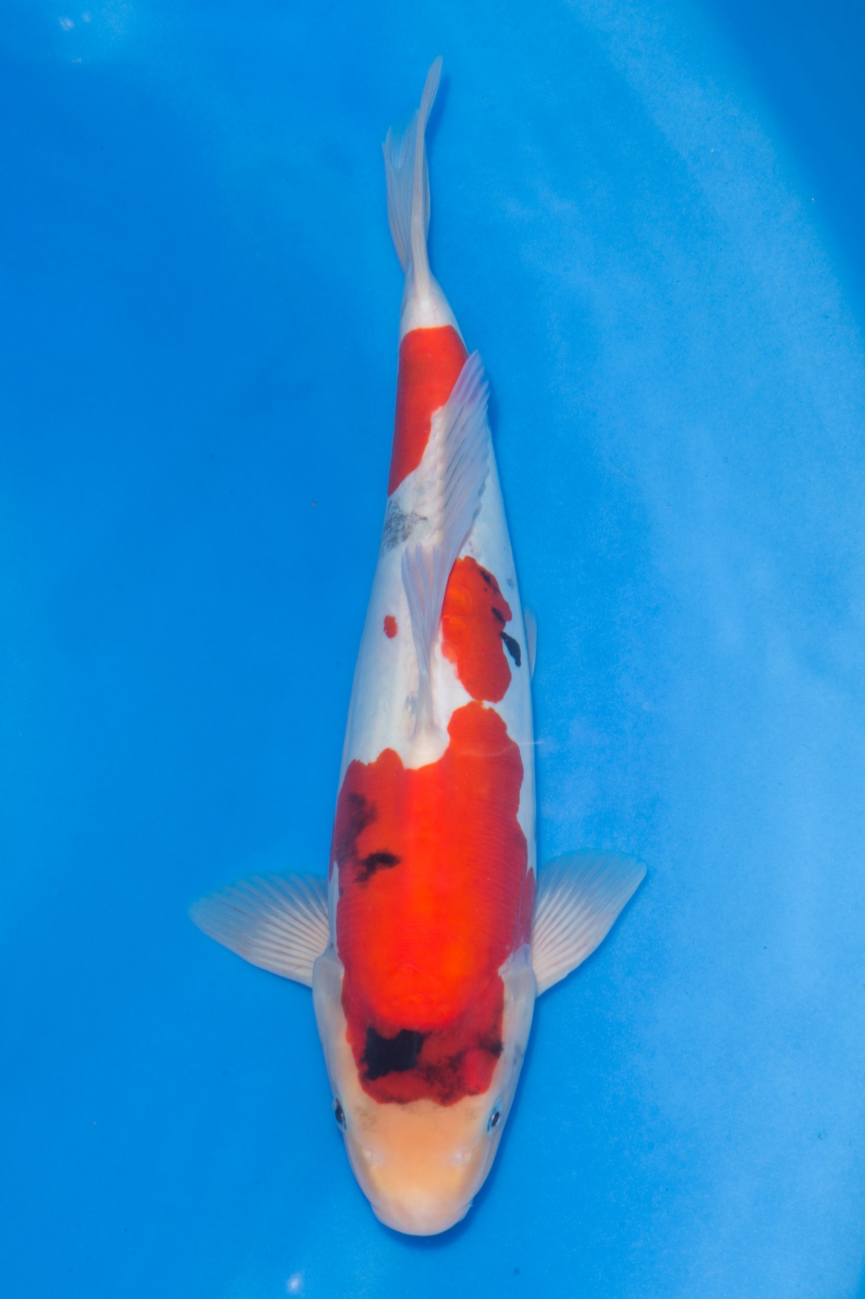 Doitsu Showa - Grand Koi, LLC