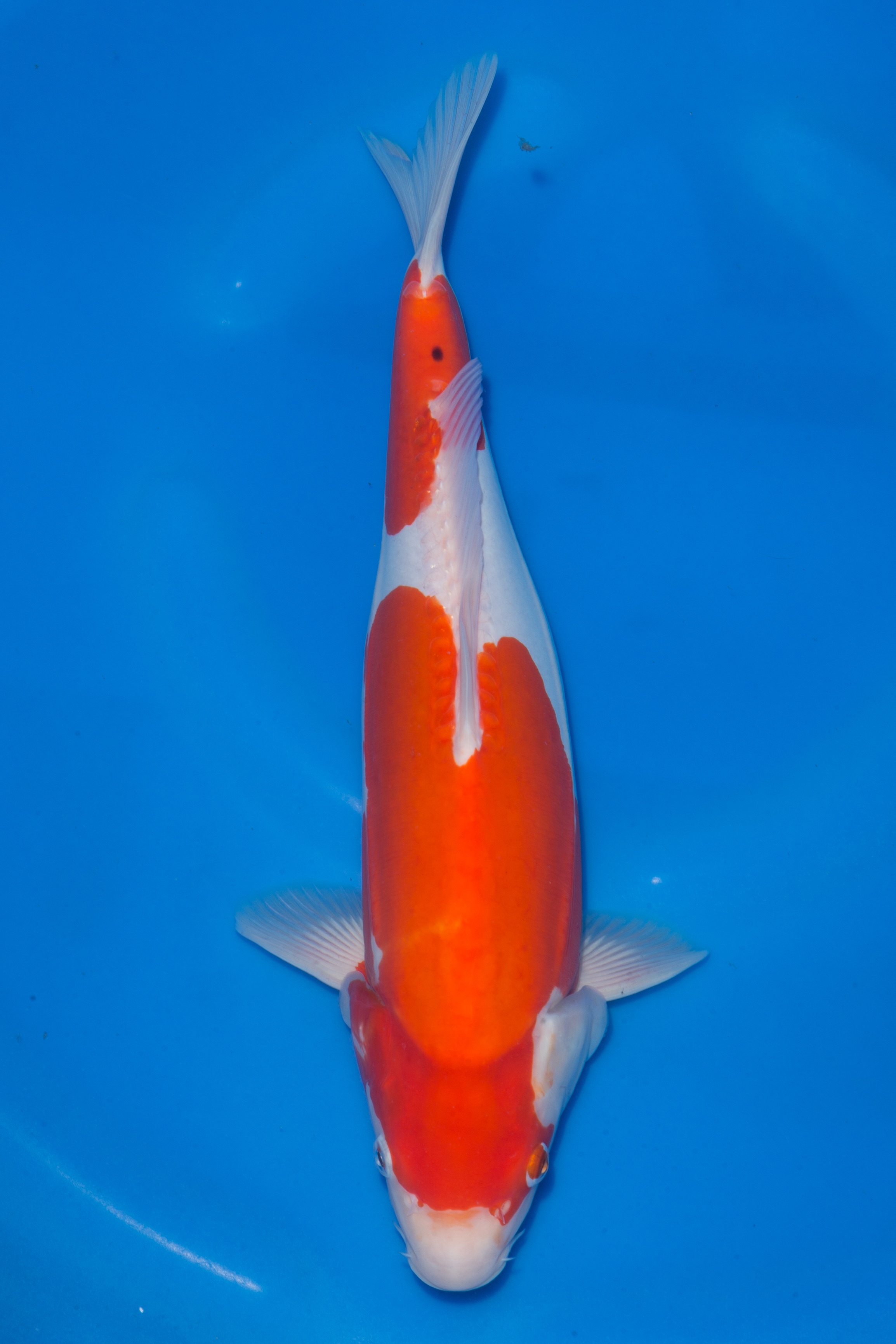 Doitsu Kohaku - Grand Koi, LLC