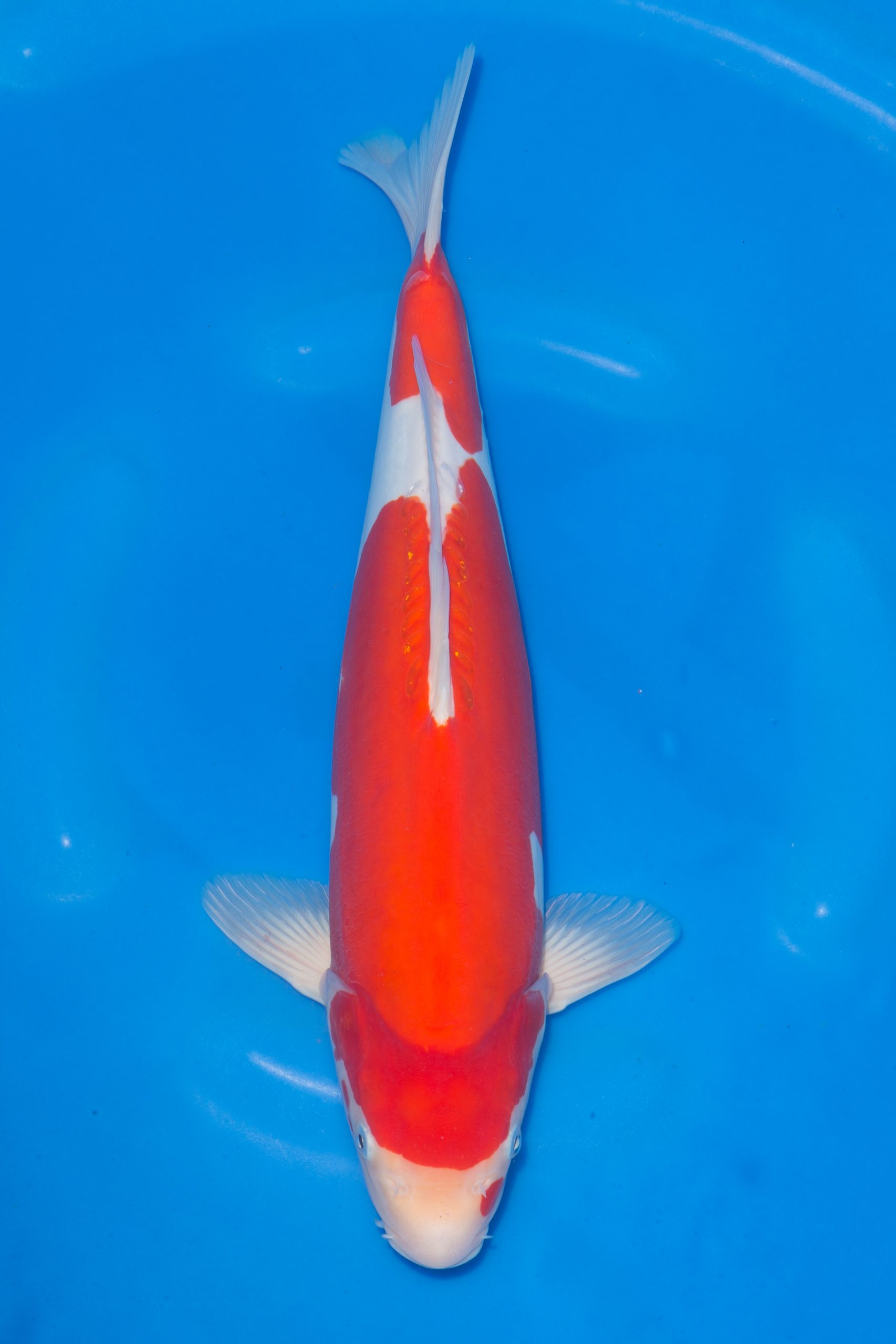 Doitsu Kohaku - Grand Koi, LLC