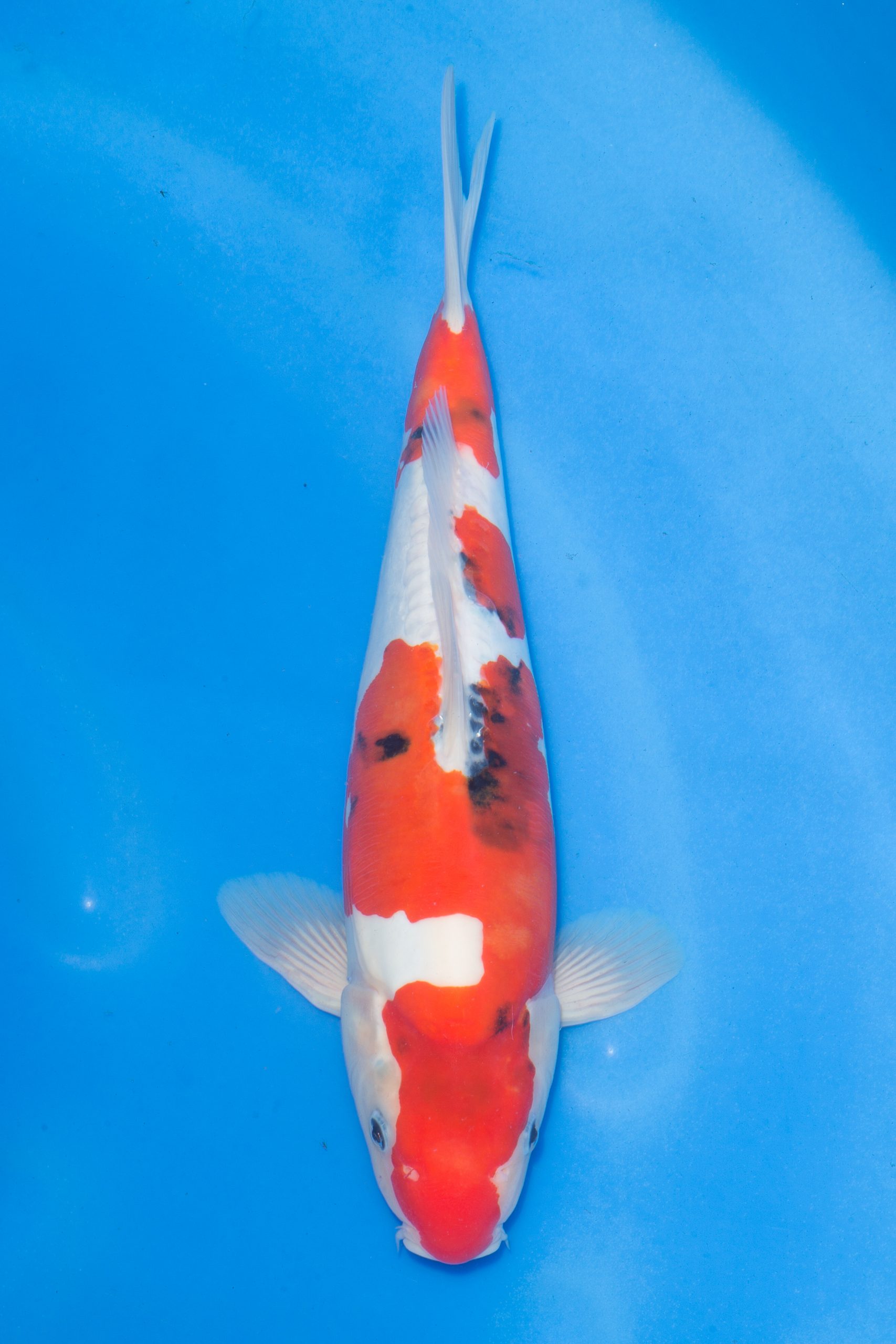 Doitsu Showa - Grand Koi, LLC