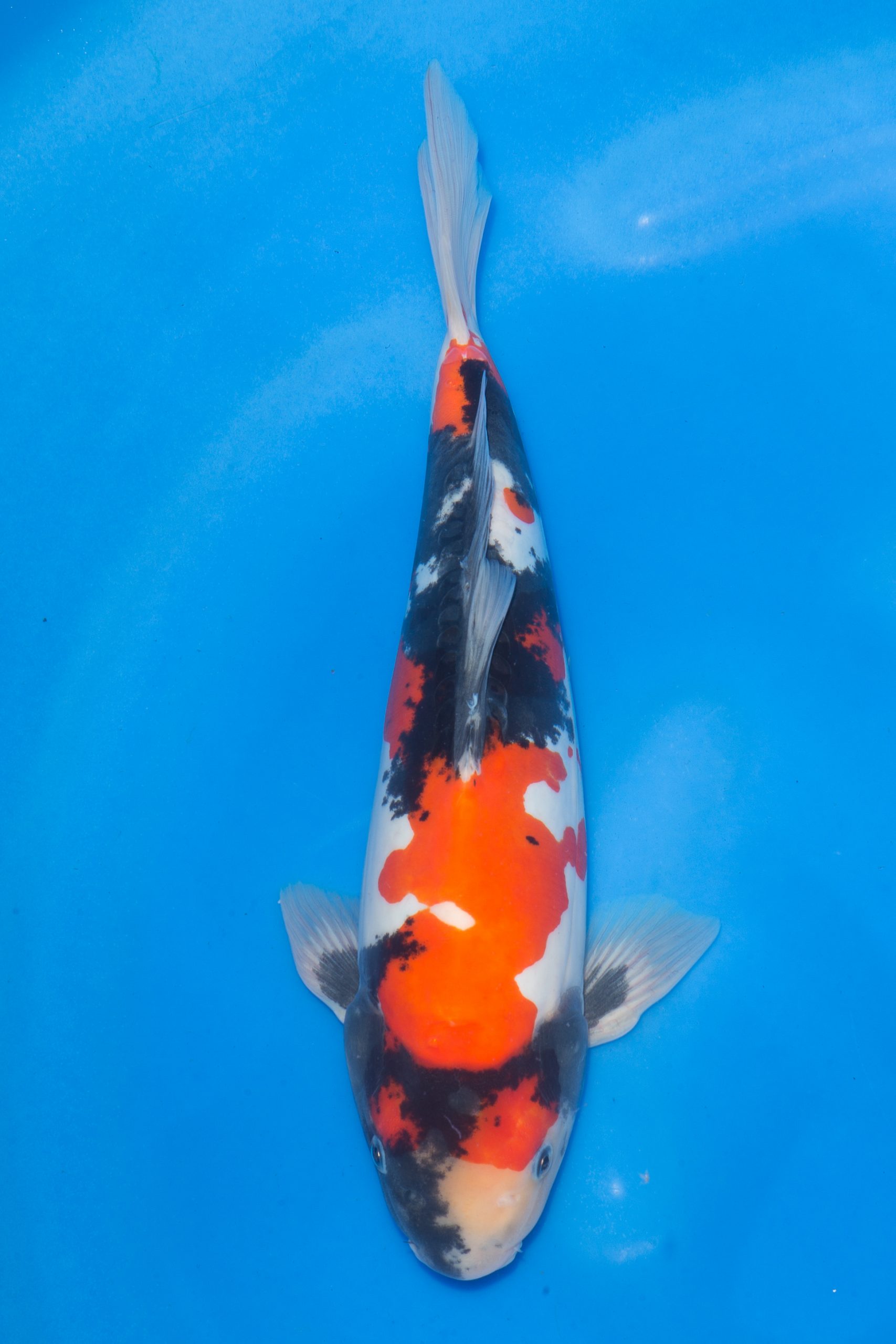 Doitsu Showa - Grand Koi, LLC