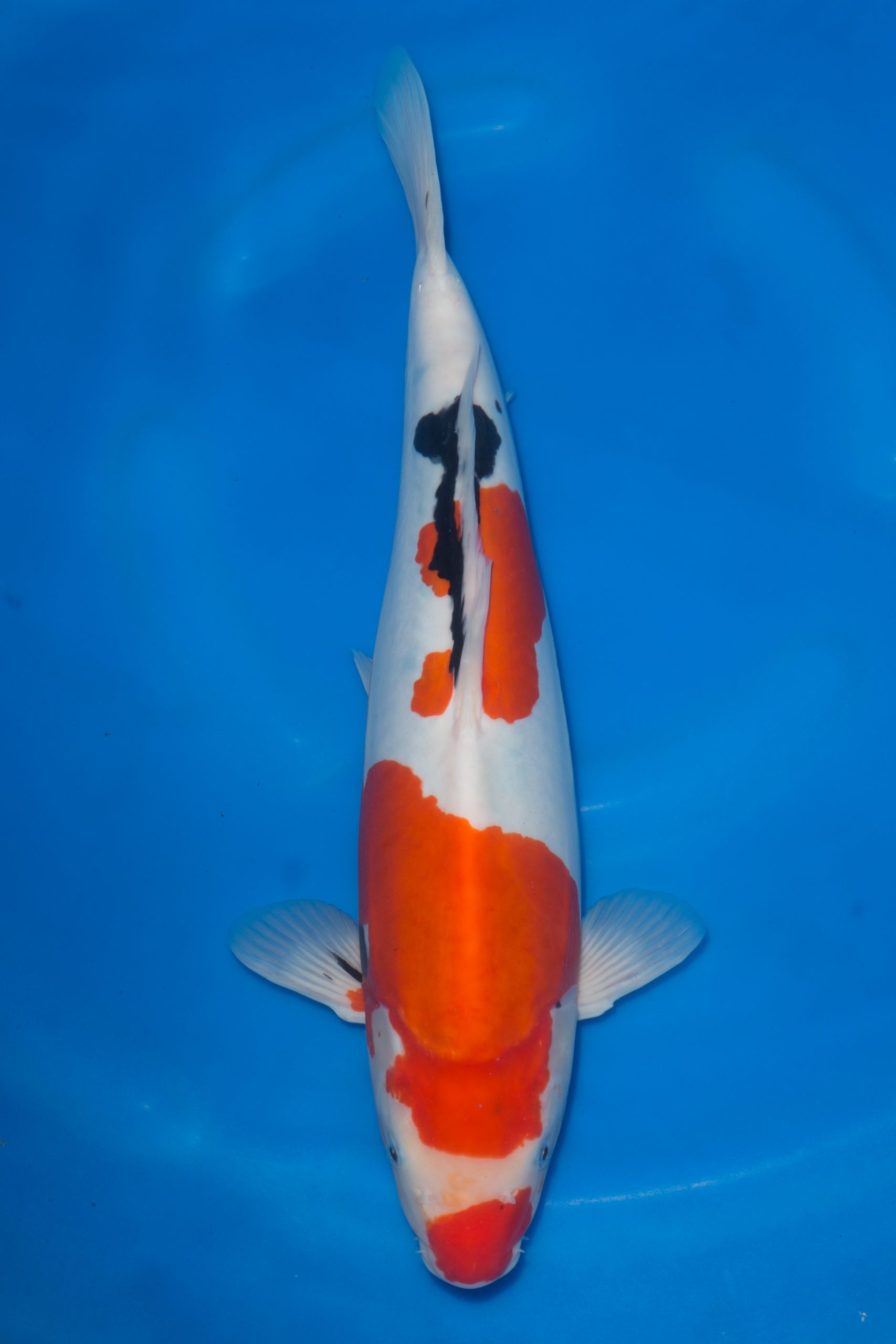 Doitsu Sanke - Grand Koi, LLC