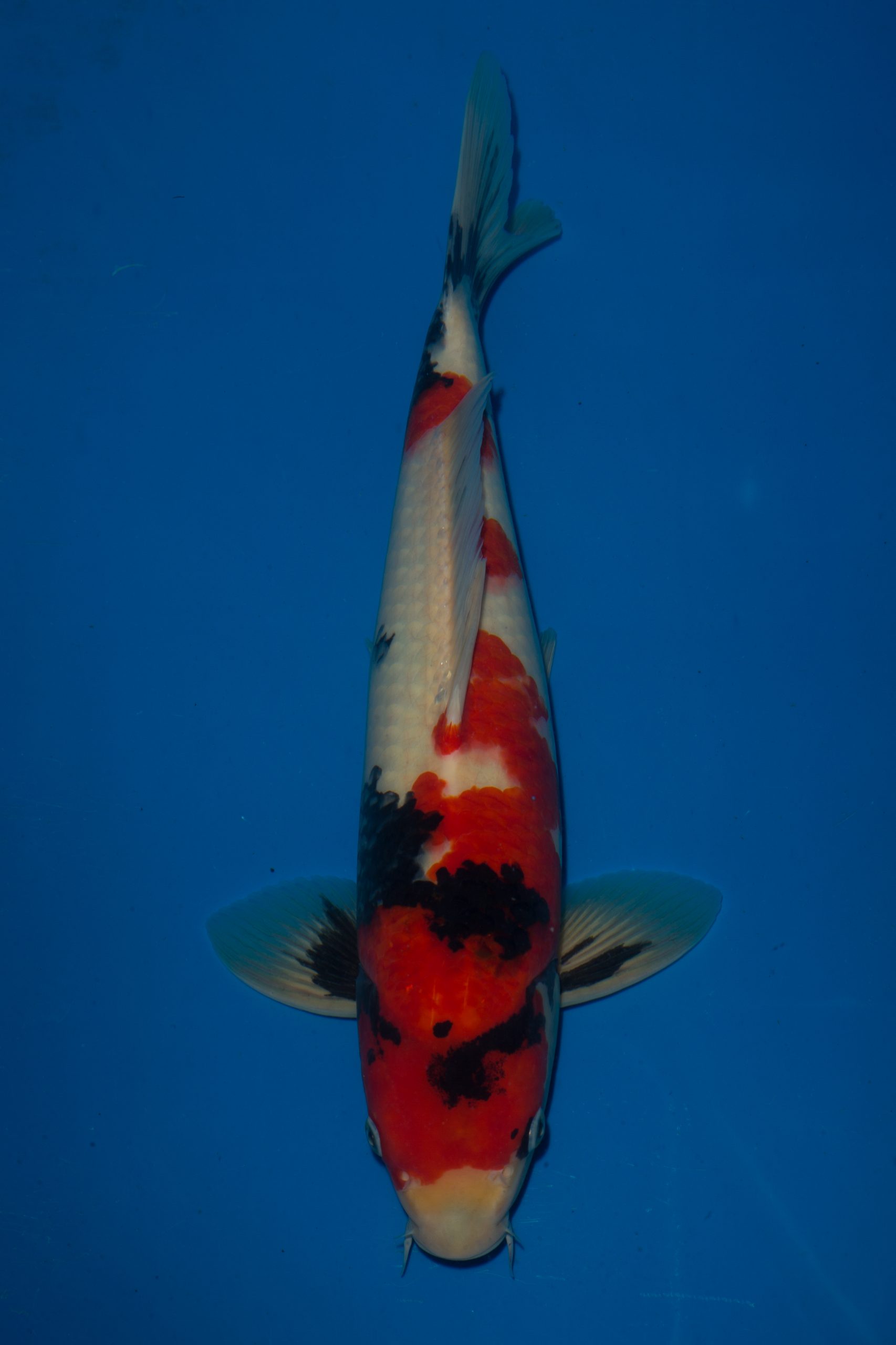 Showa - Grand Koi, LLC