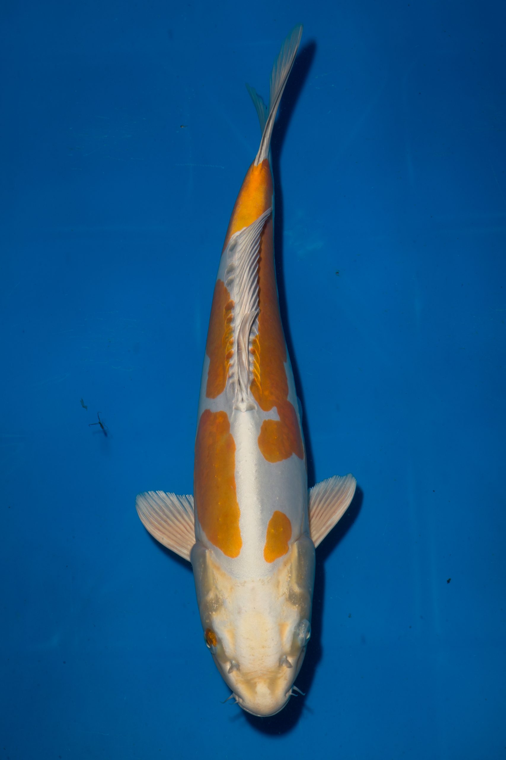 Doitsu Hariwake - Grand Koi, LLC