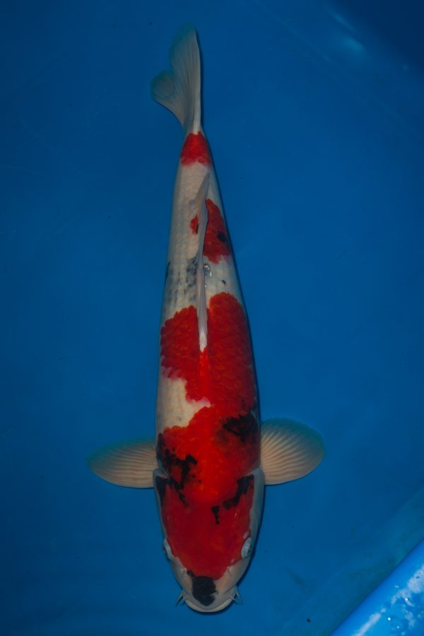 Showa - Grand Koi, LLC