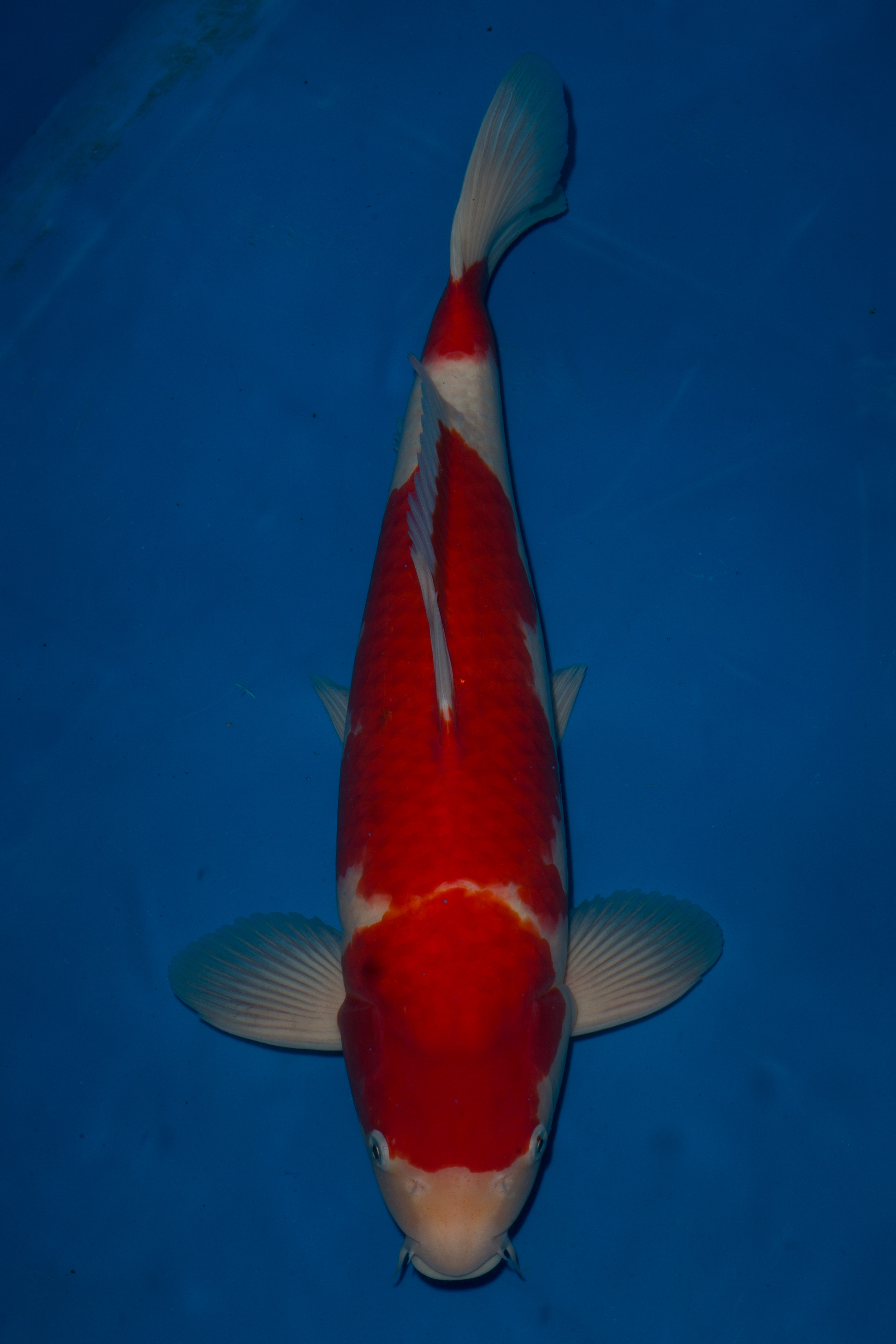 Kohaku - Grand Koi, LLC