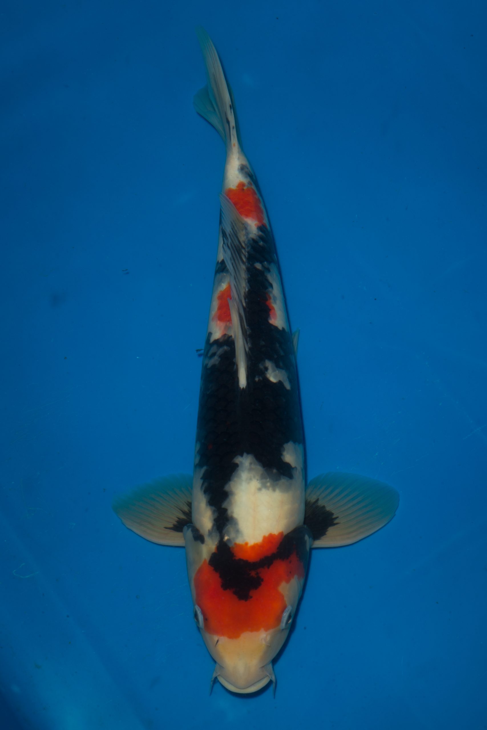 Showa- SOLD - Grand Koi, LLC