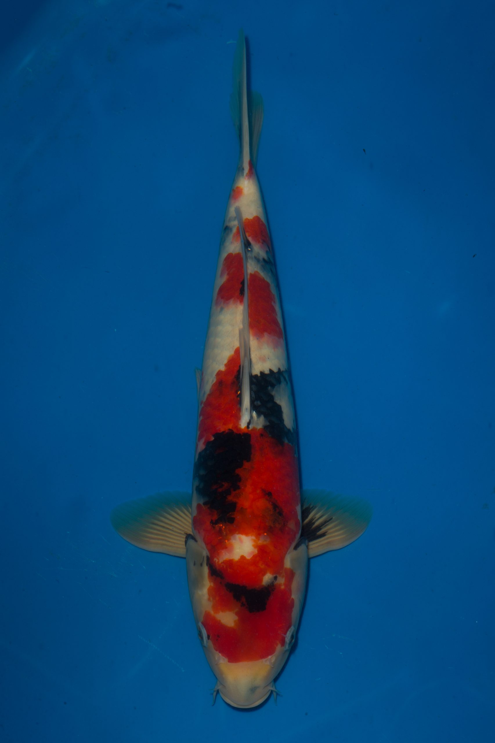 Showa - Grand Koi, LLC