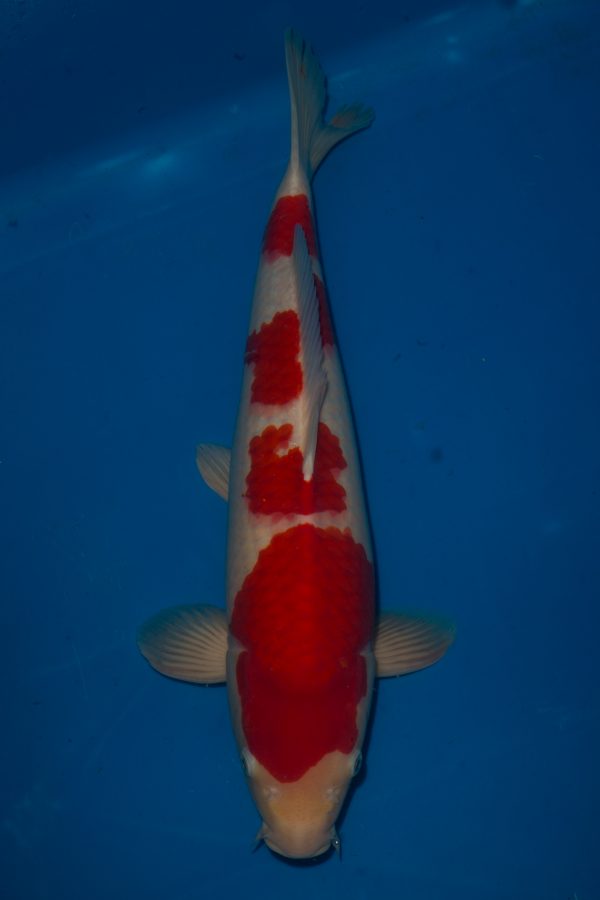 Kohaku- Sold - Grand Koi, LLC