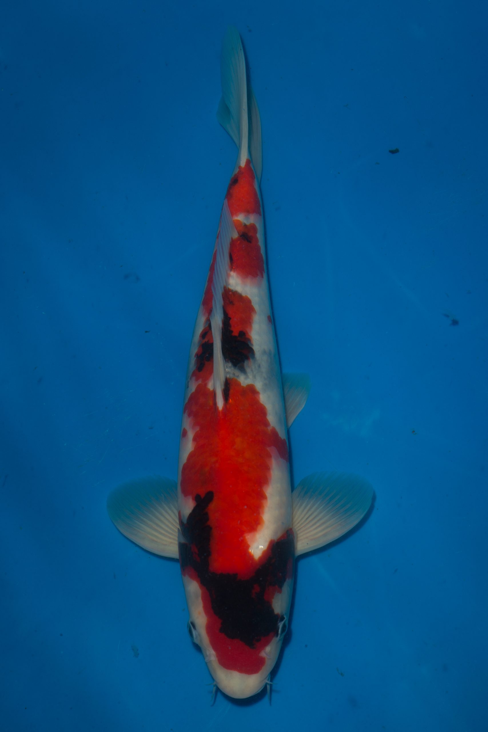 Showa - Grand Koi, LLC