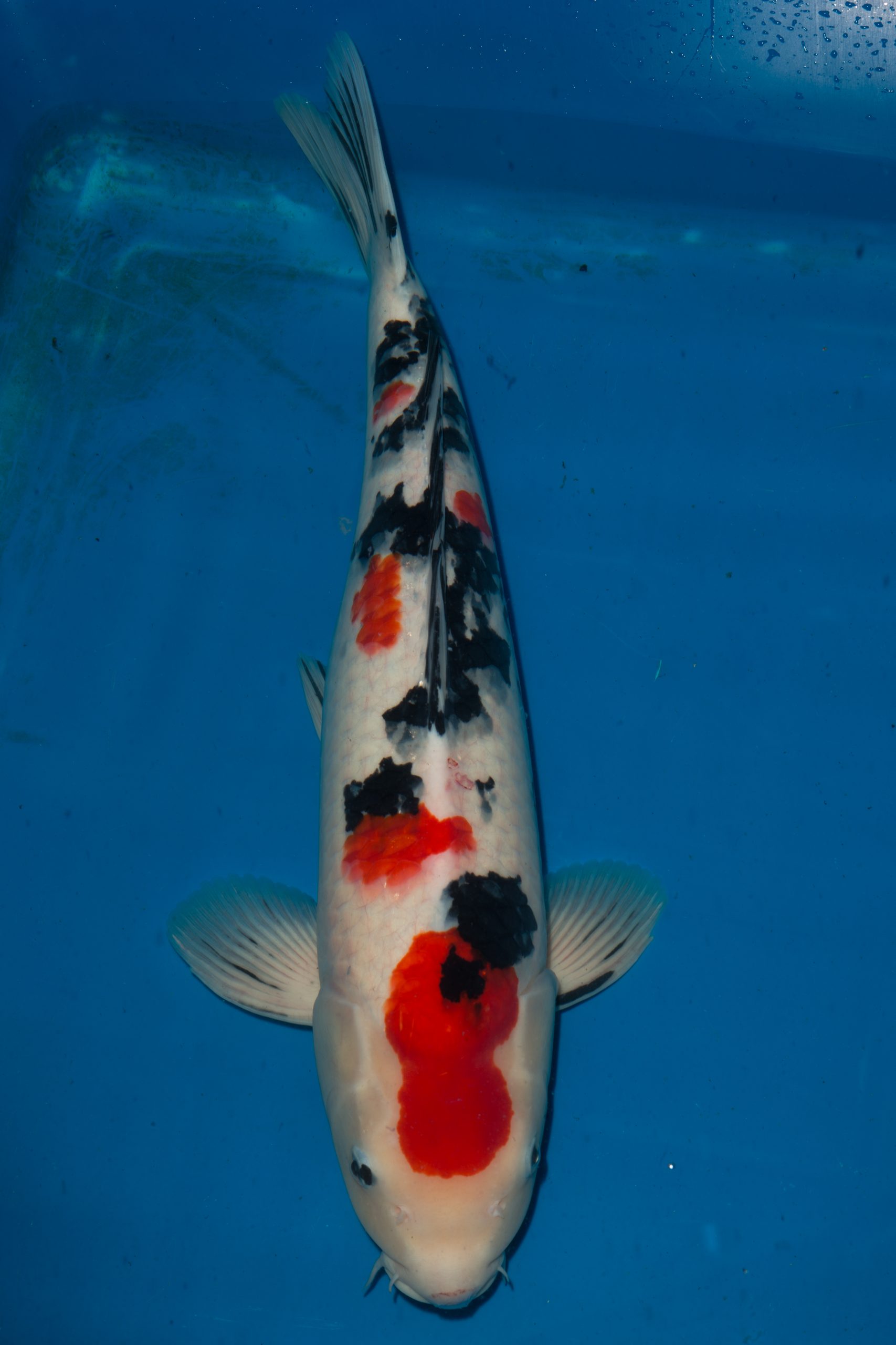 Sanke - Grand Koi, LLC