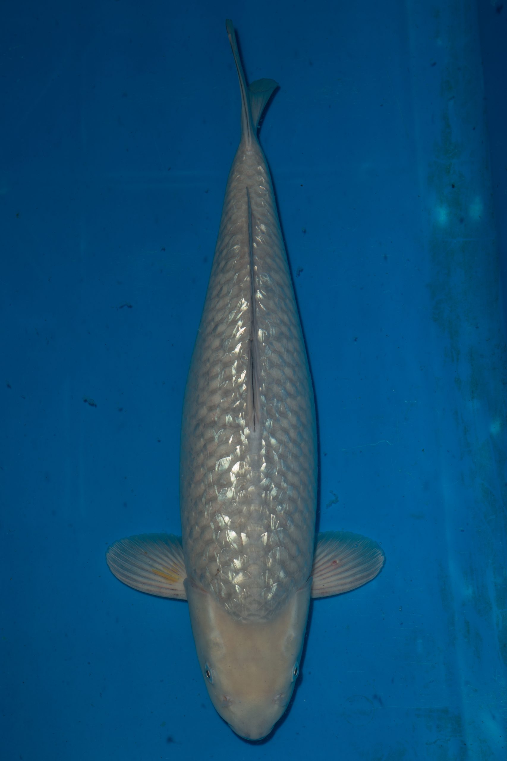 Gin Rin Saragoi - Grand Koi, LLC