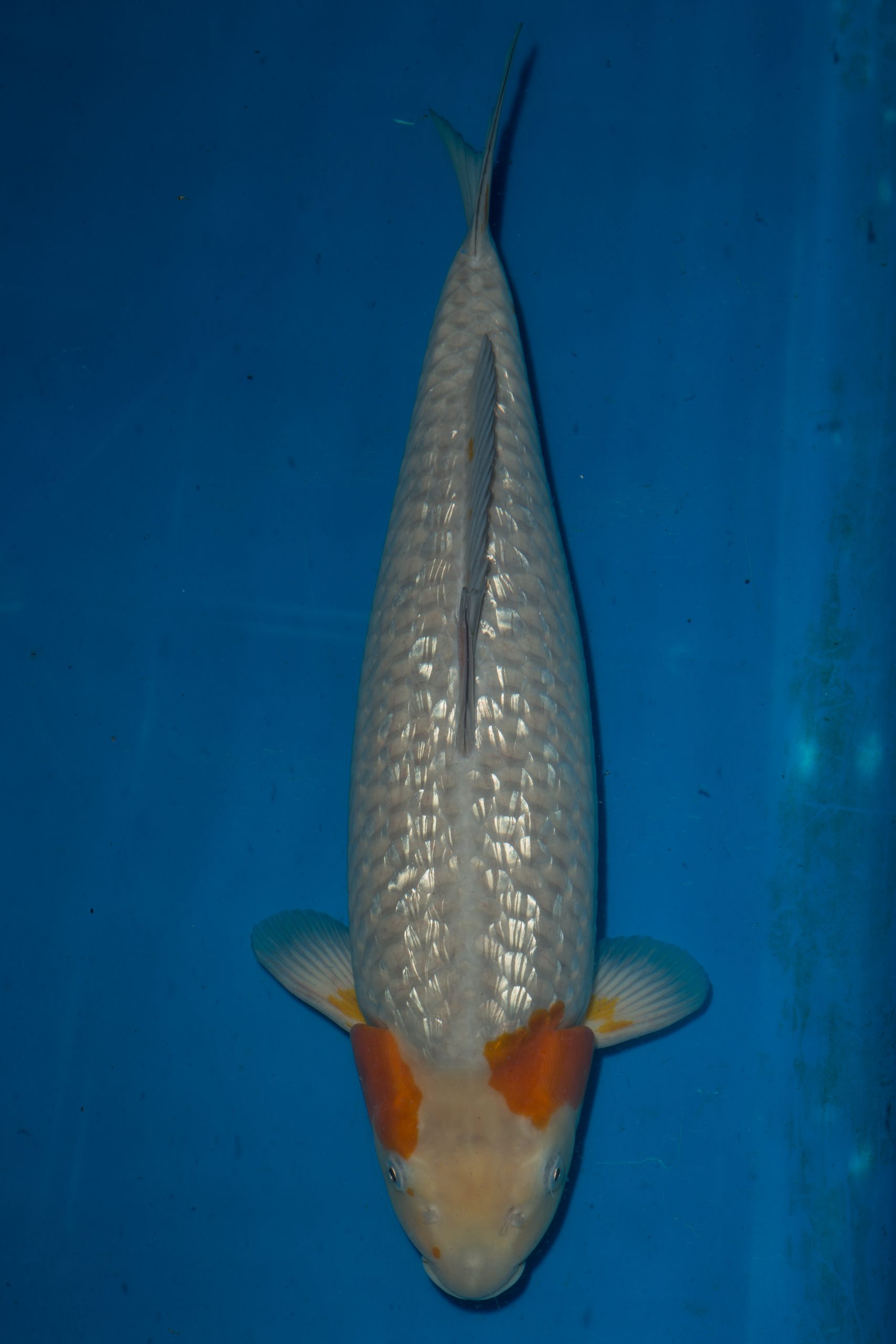 Gin Rin Ochiba - Grand Koi, LLC