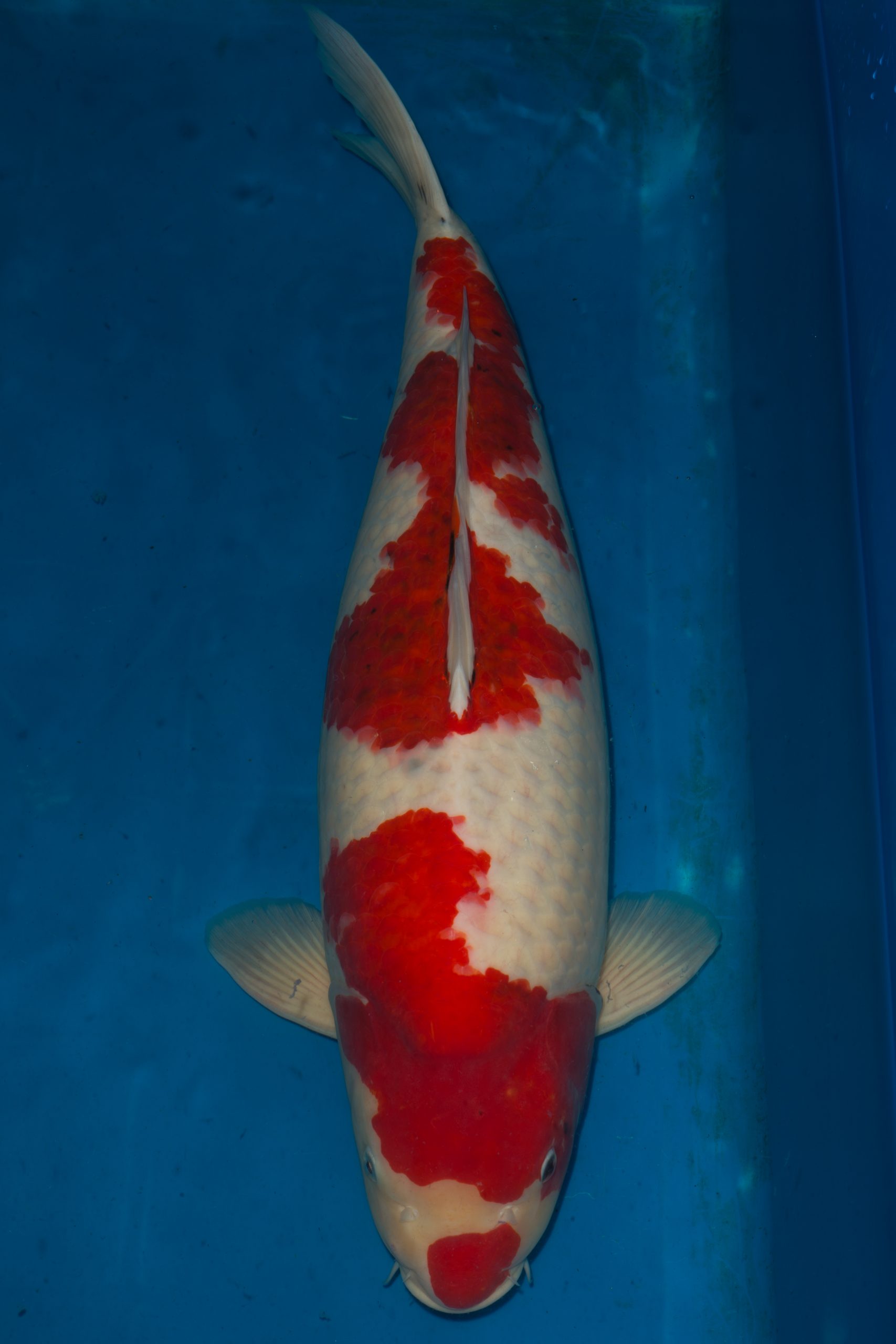 Kohaku Goromo - Grand Koi, LLC