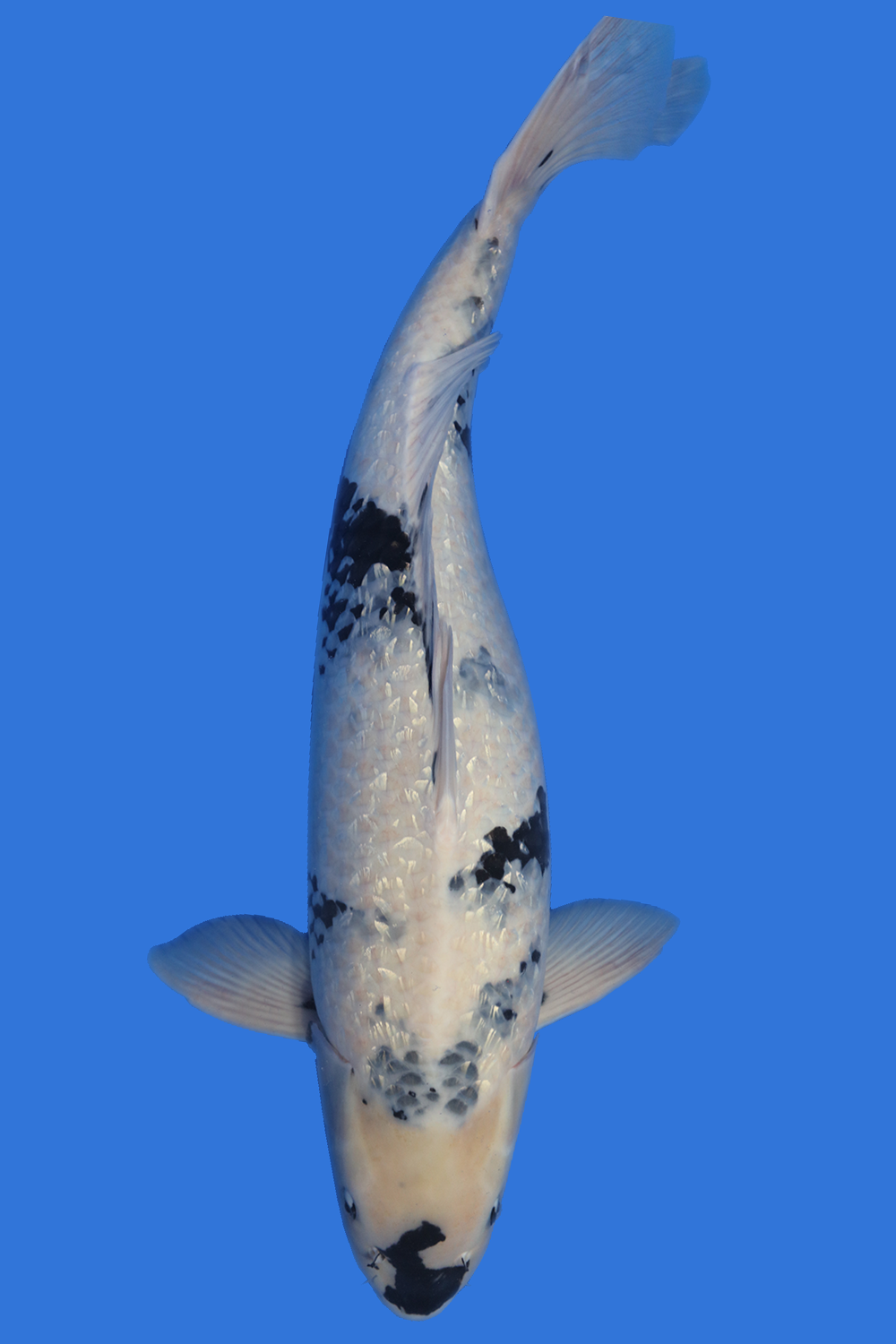 Gin Rin Shiro Utsuri- SOLD - Grand Koi, LLC