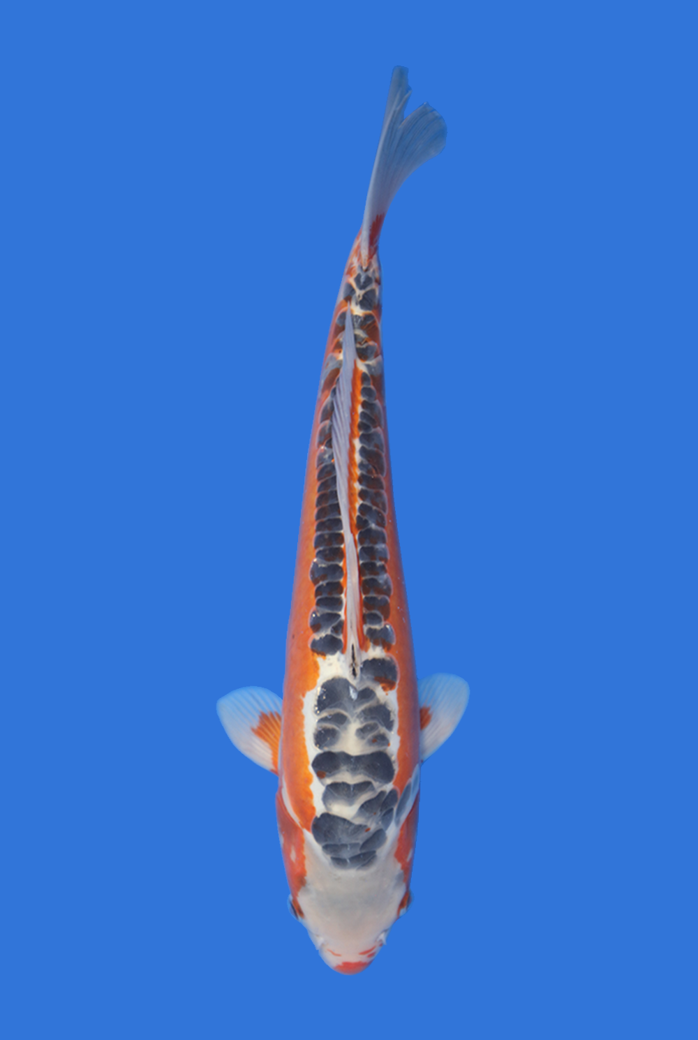 Shusui - Grand Koi, LLC