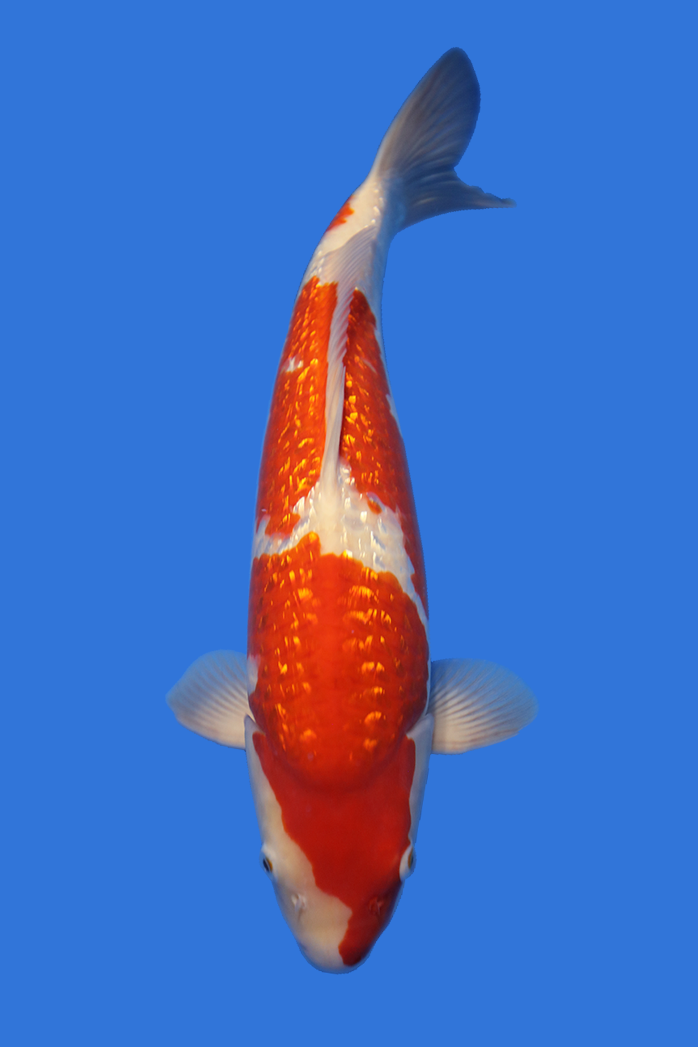 Gin Rin Kohaku-High Quality - Grand Koi, LLC