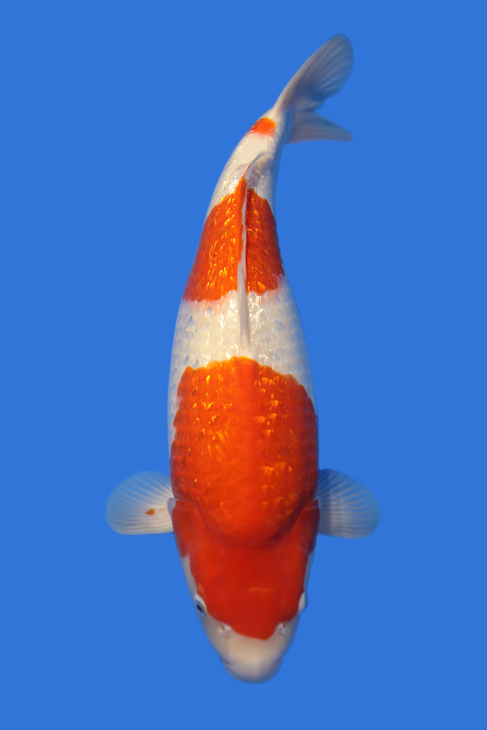 Gin Rin Kohaku-High Quality- SOLD - Grand Koi, LLC
