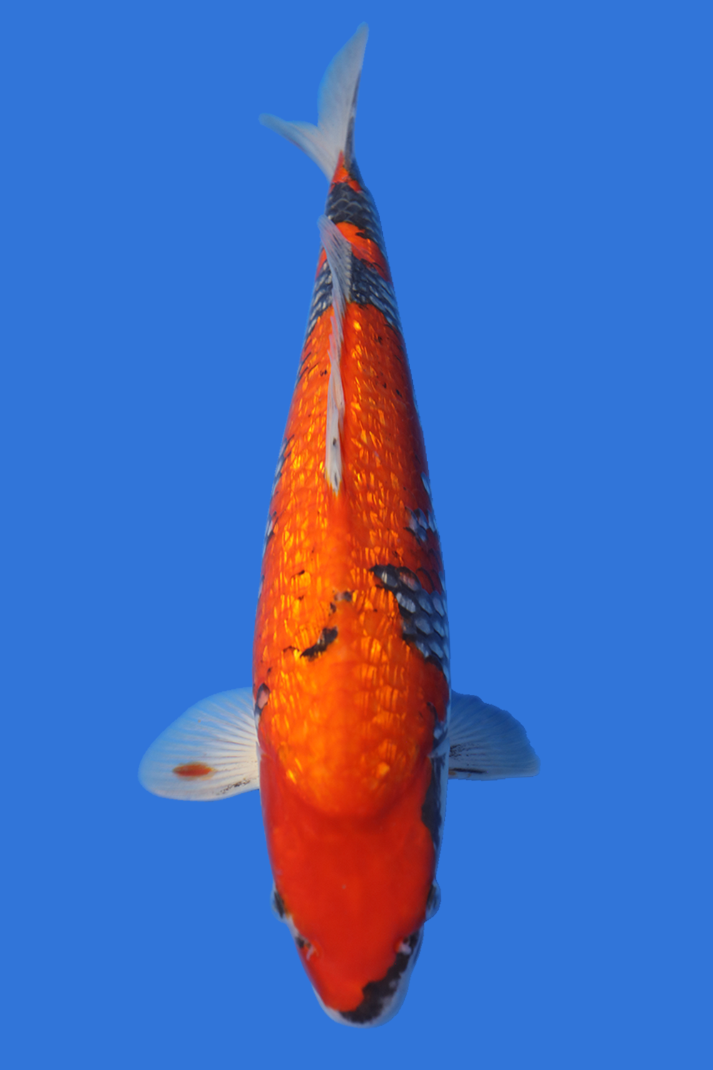 Gin Rin Goshiki-High Quality - Grand Koi, LLC