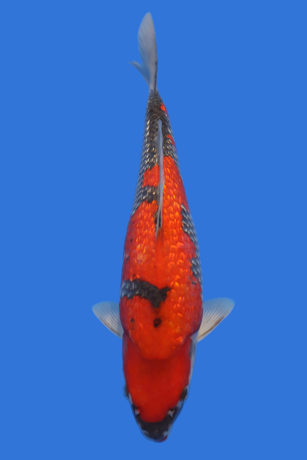Gin Rin Goshiki-High Quality - Grand Koi, LLC