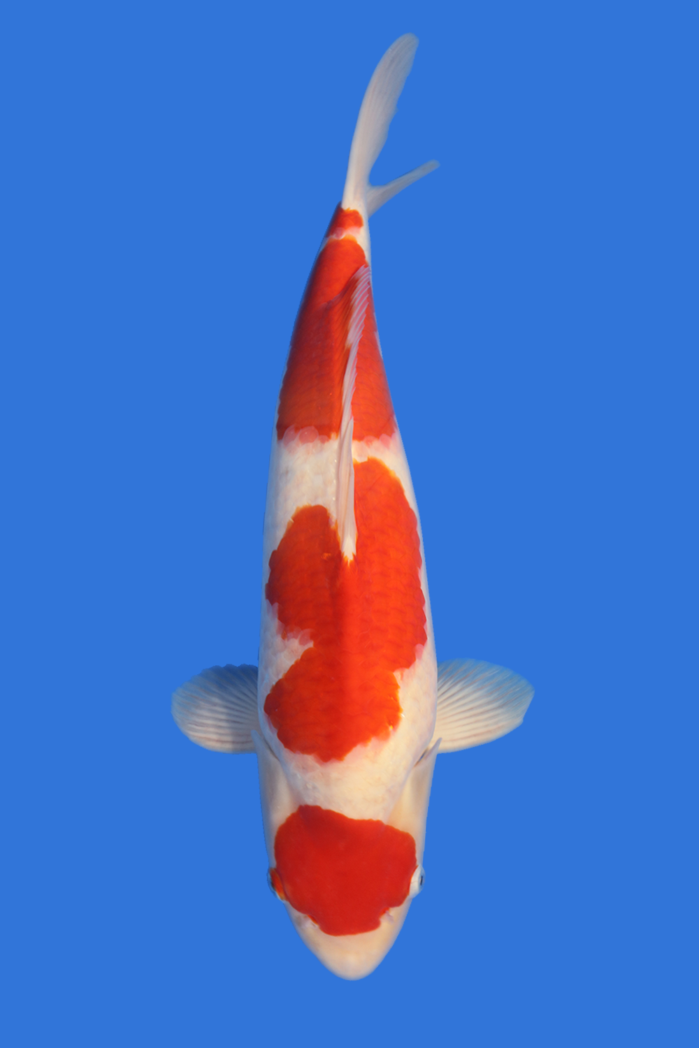 Maruten Kohaku-High Quality - Grand Koi, LLC