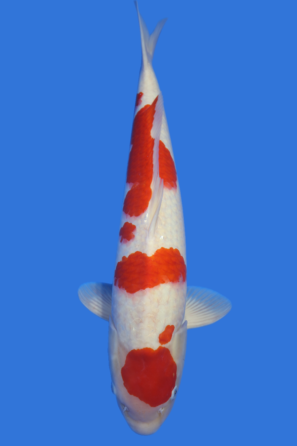 Maruten Kohaku-High Quality- SOLD - Grand Koi, LLC
