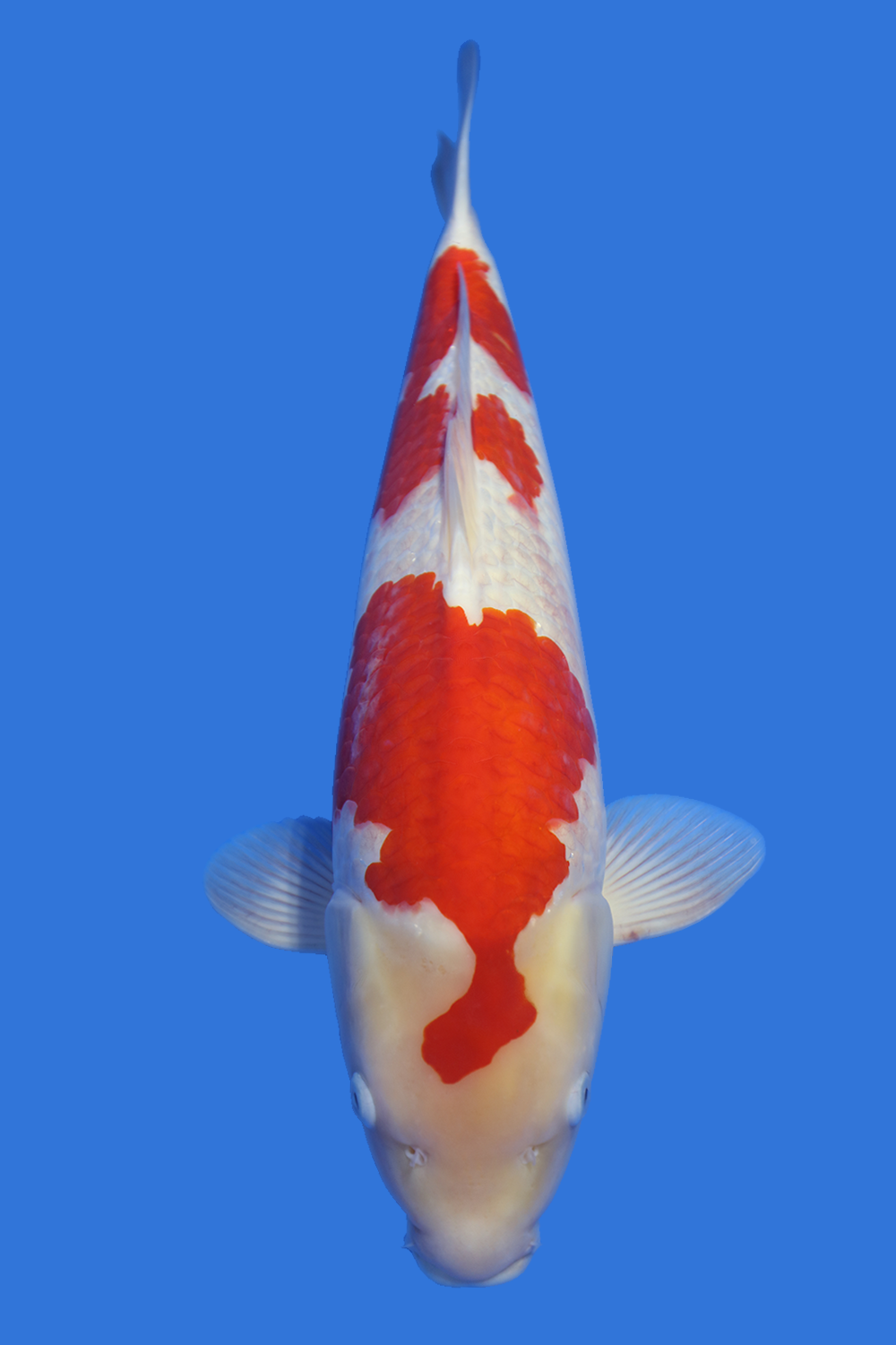 Maruten Kohaku-High Quality-SOLD - Grand Koi, LLC
