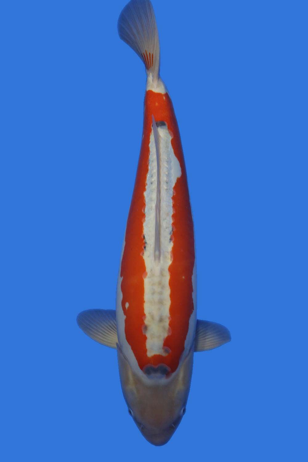 Shusui- SOLD - Grand Koi, LLC