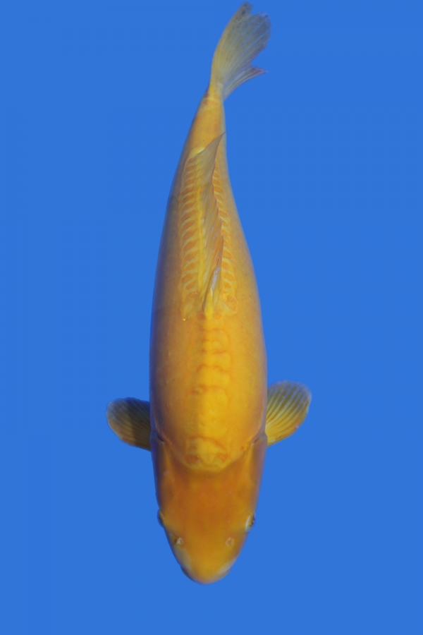 Doitsu Karashigoi - Grand Koi, LLC