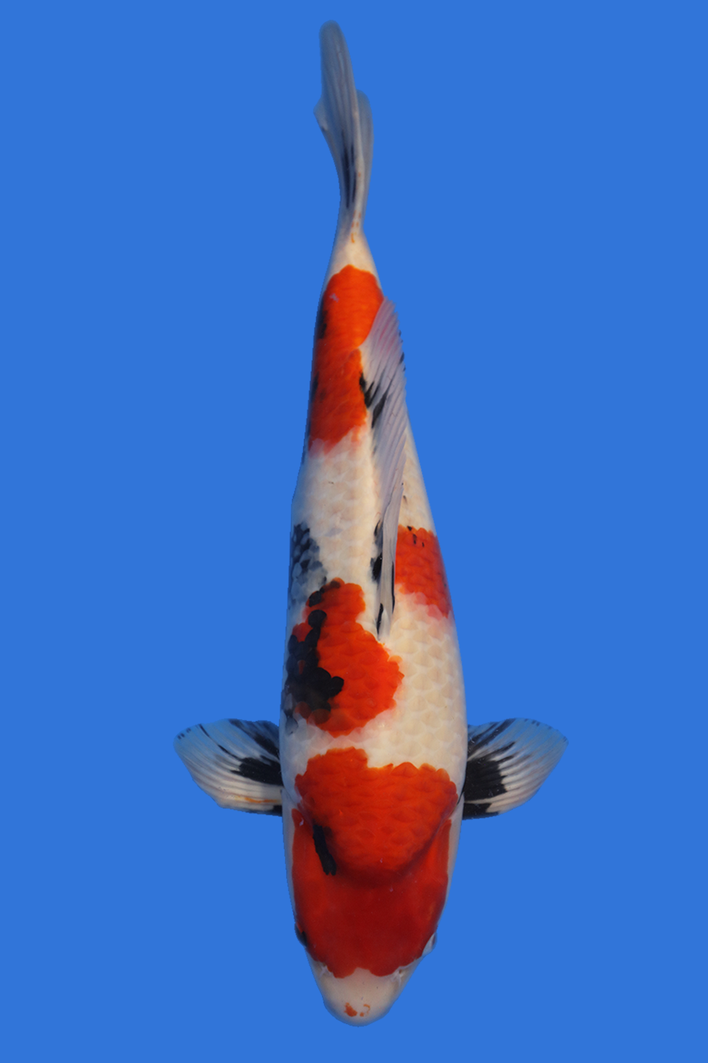 Showa-High Quality - Grand Koi, LLC