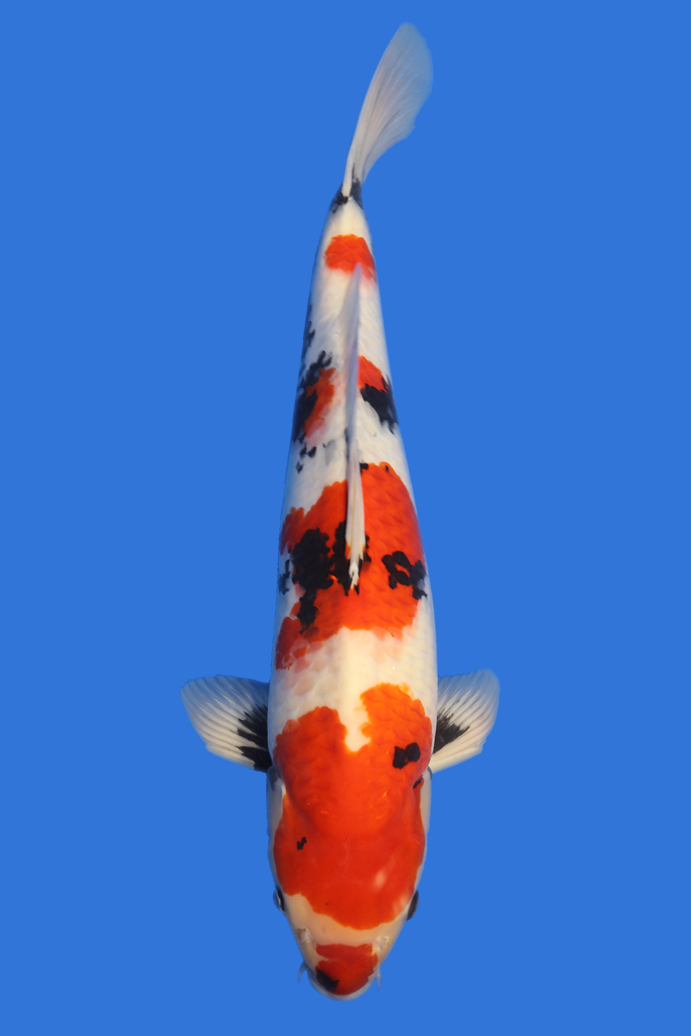 Showa-High Quality - Grand Koi, LLC