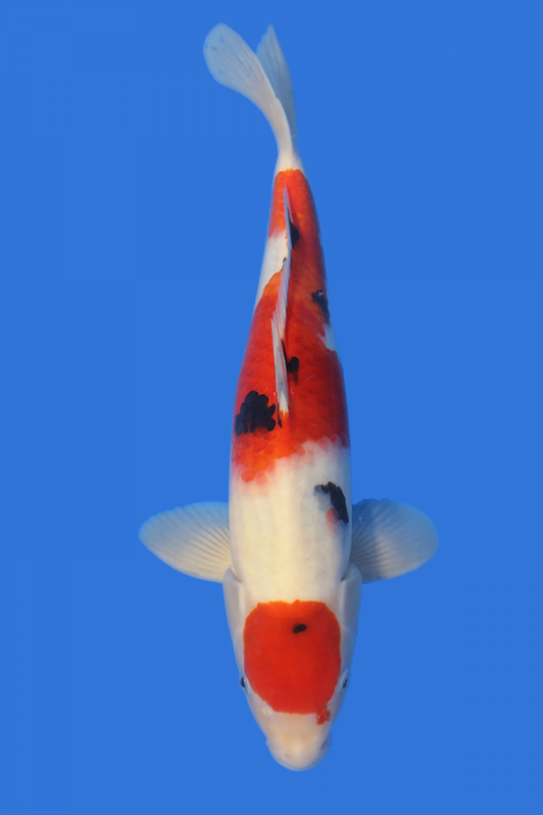 Maruten Sanke - Grand Koi, LLC