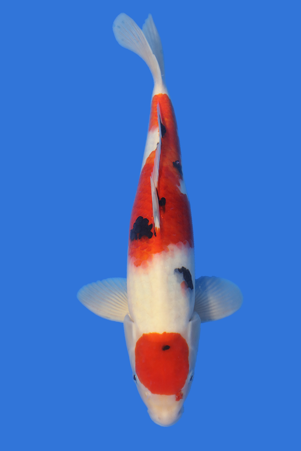 Maruten Sanke - Grand Koi, LLC