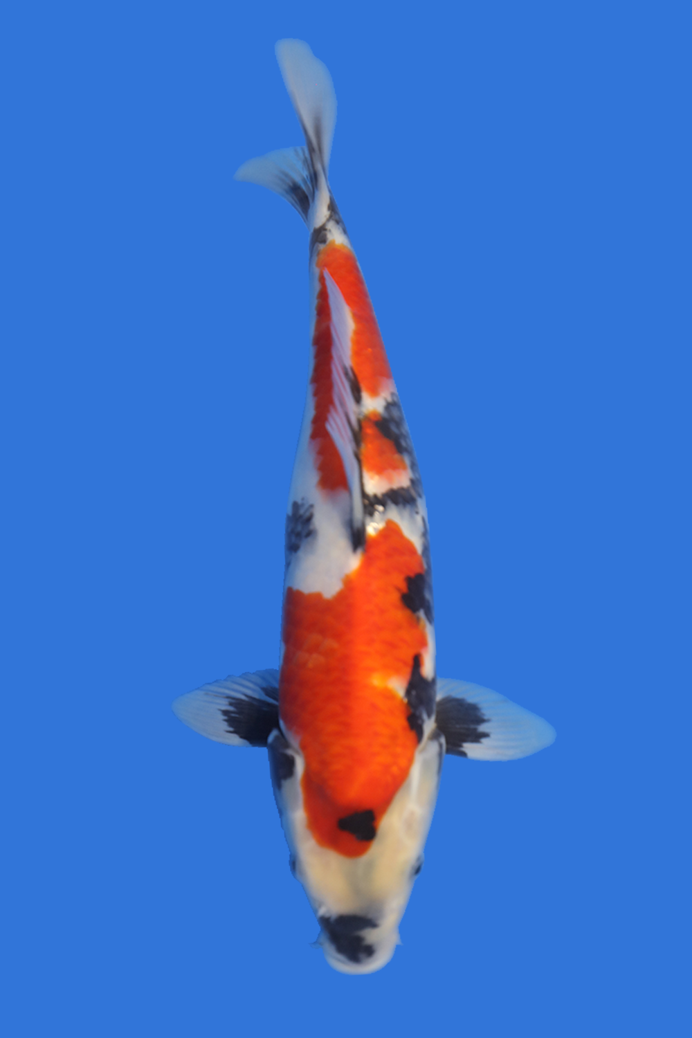 Showa - Grand Koi, LLC