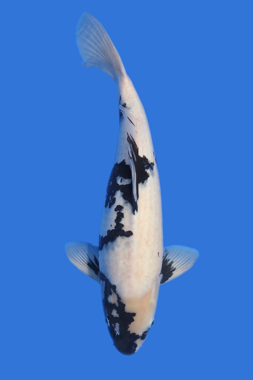 Shiro Utsuri - Grand Koi, LLC
