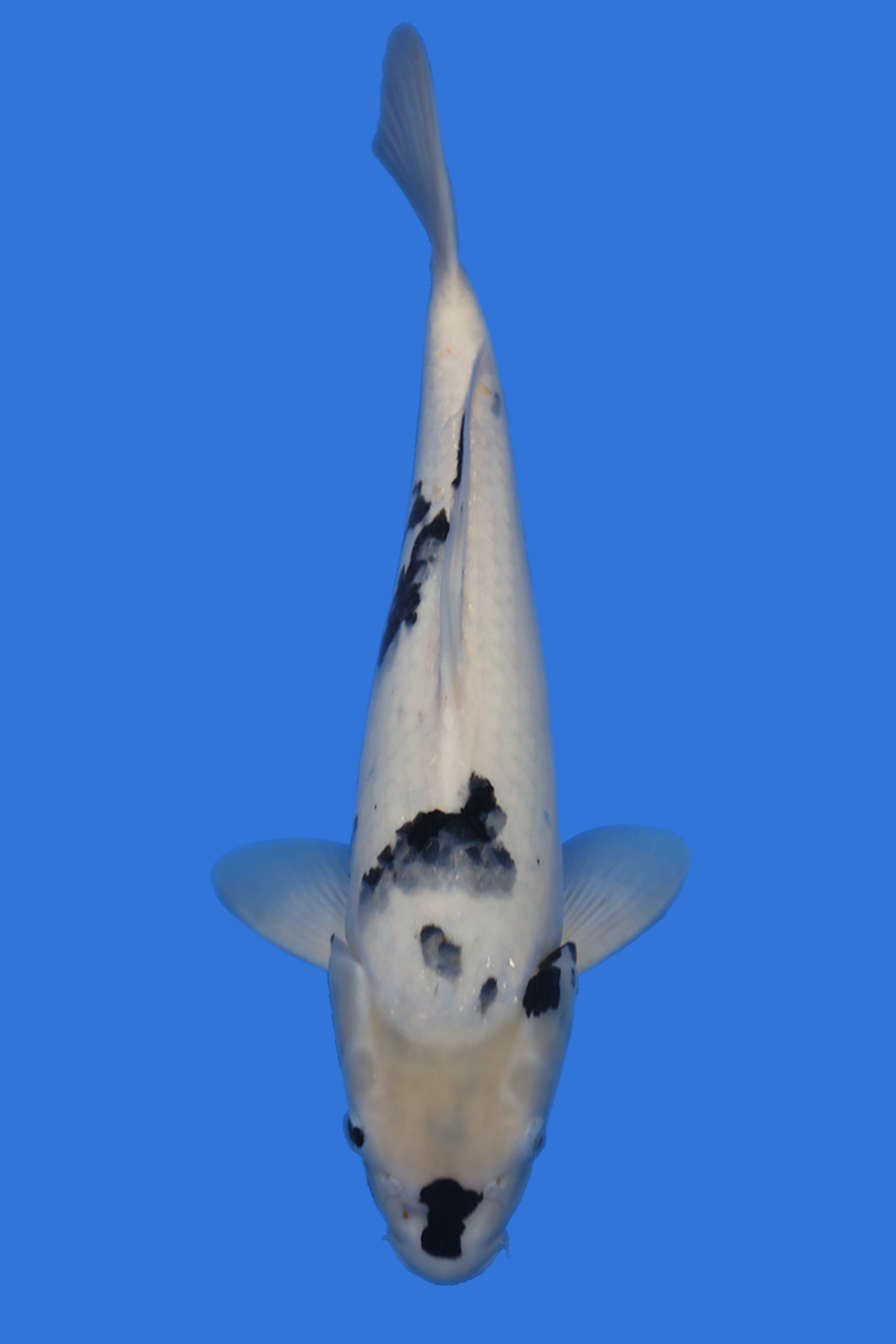 Shiro Utsuri - Grand Koi, LLC