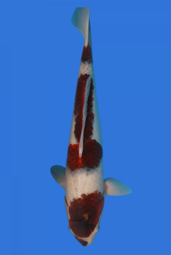 Goromo- SOLD - Grand Koi, LLC