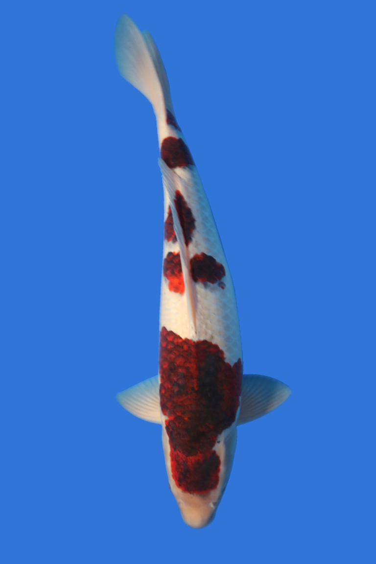 Goromo- SOLD - Grand Koi, LLC