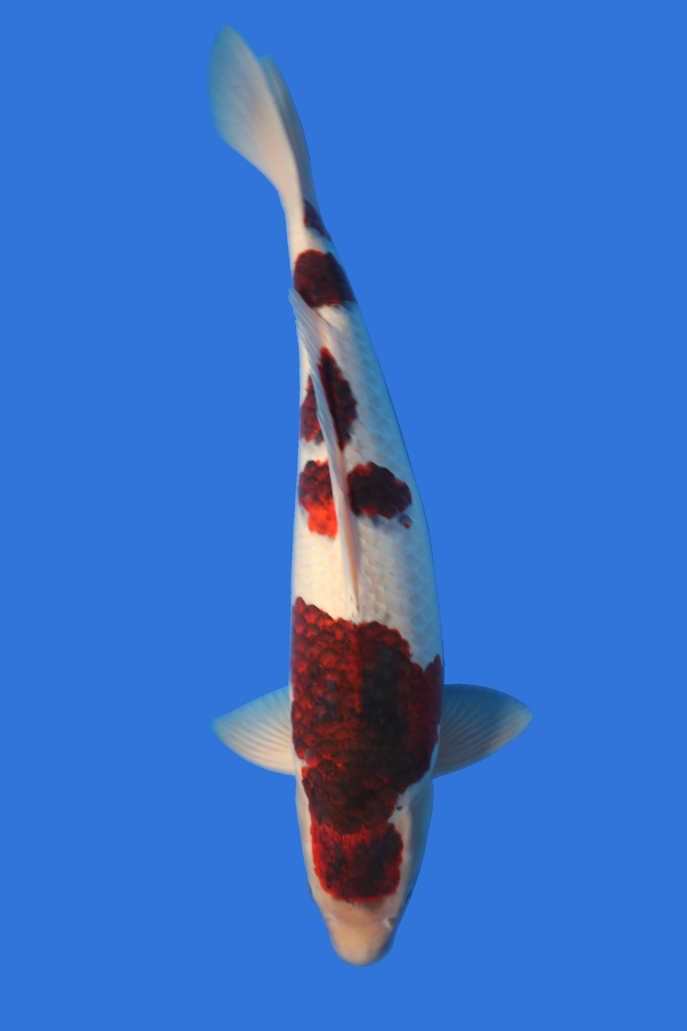 Goromo- SOLD - Grand Koi, LLC