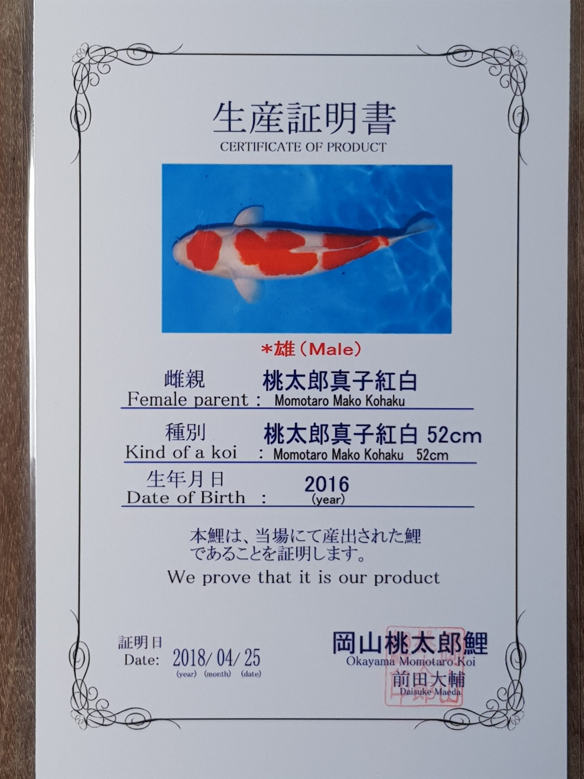 Maruten Kohaku-High Quality - Grand Koi, LLC